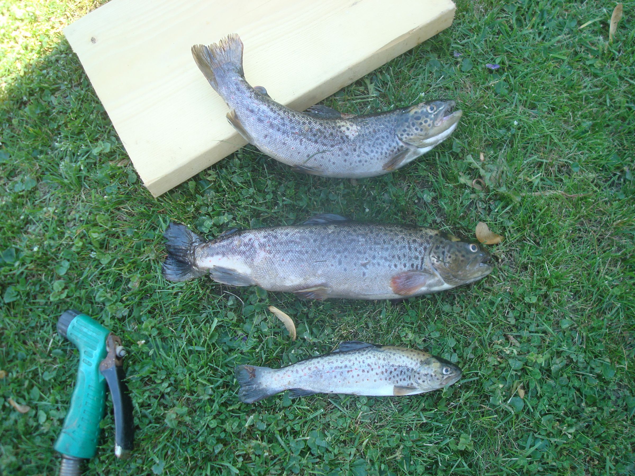 Altoids Tin Trout Fishing Mini Tackle Box! : 4 Steps (with Pictures ...
