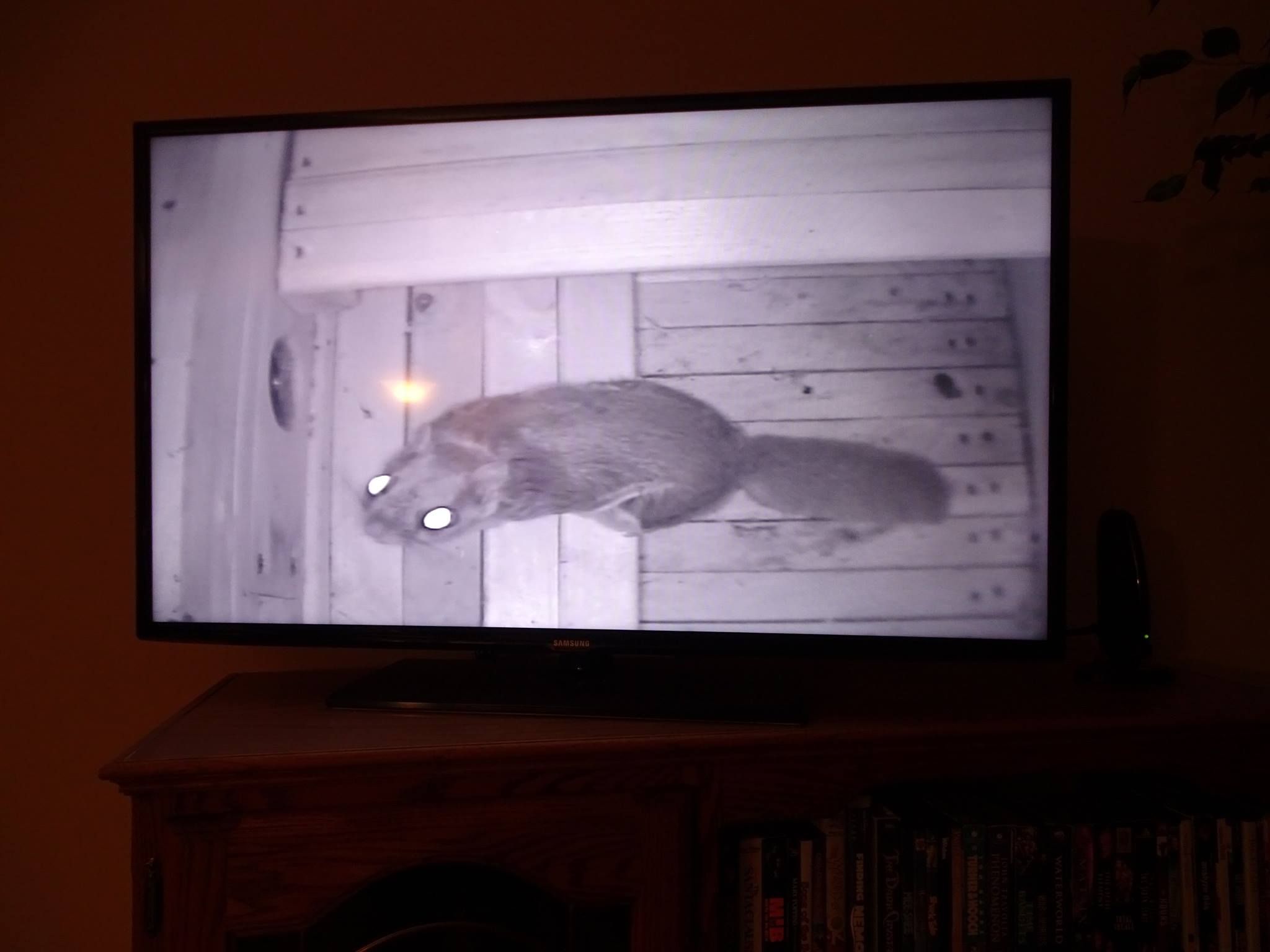 Flying Squirrel House W/Spy Cam : 4 Steps (with Pictures) - Instructables