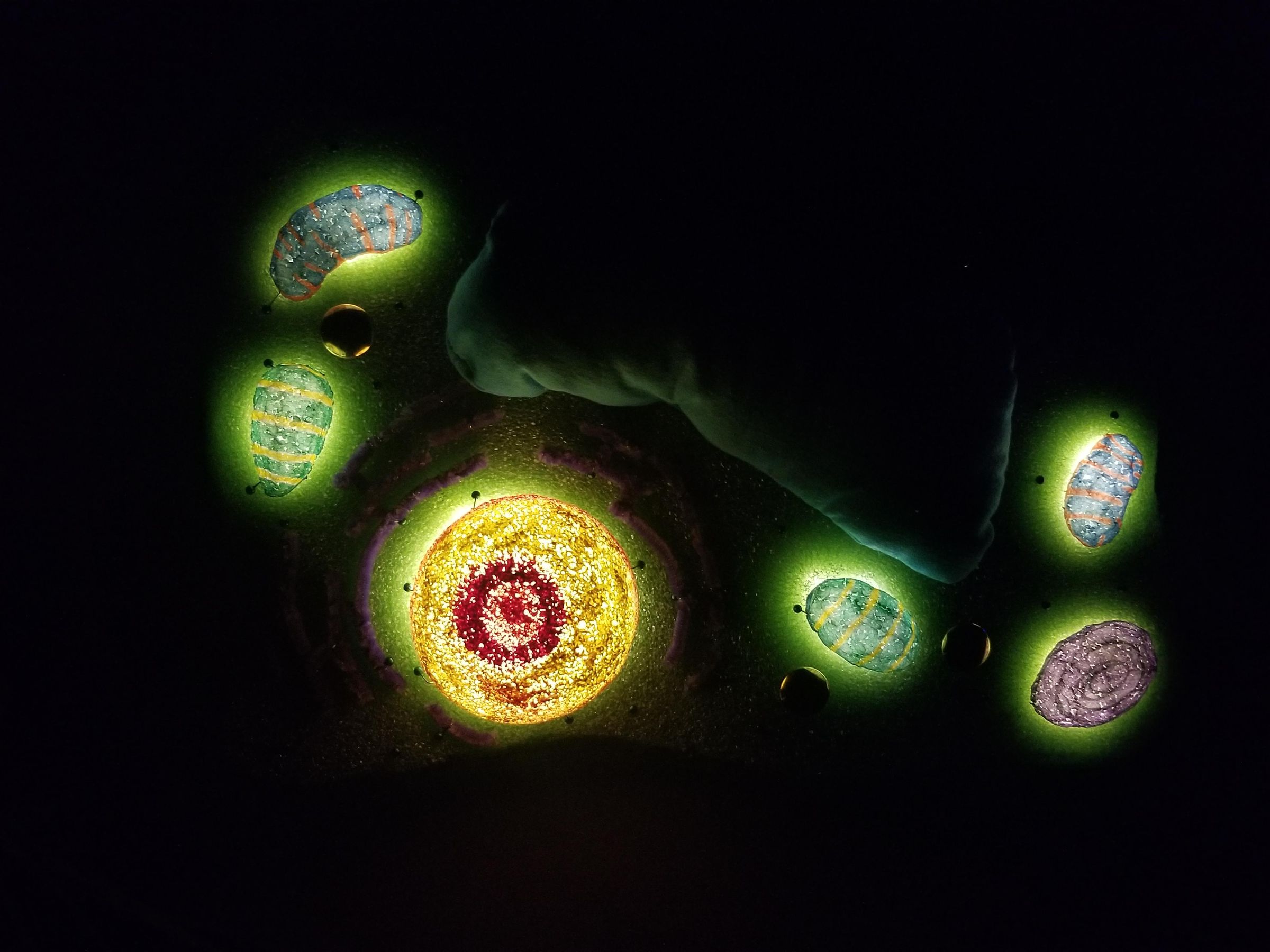Cell Model Educational Model From Recycled Materials : 5 Steps (with ...