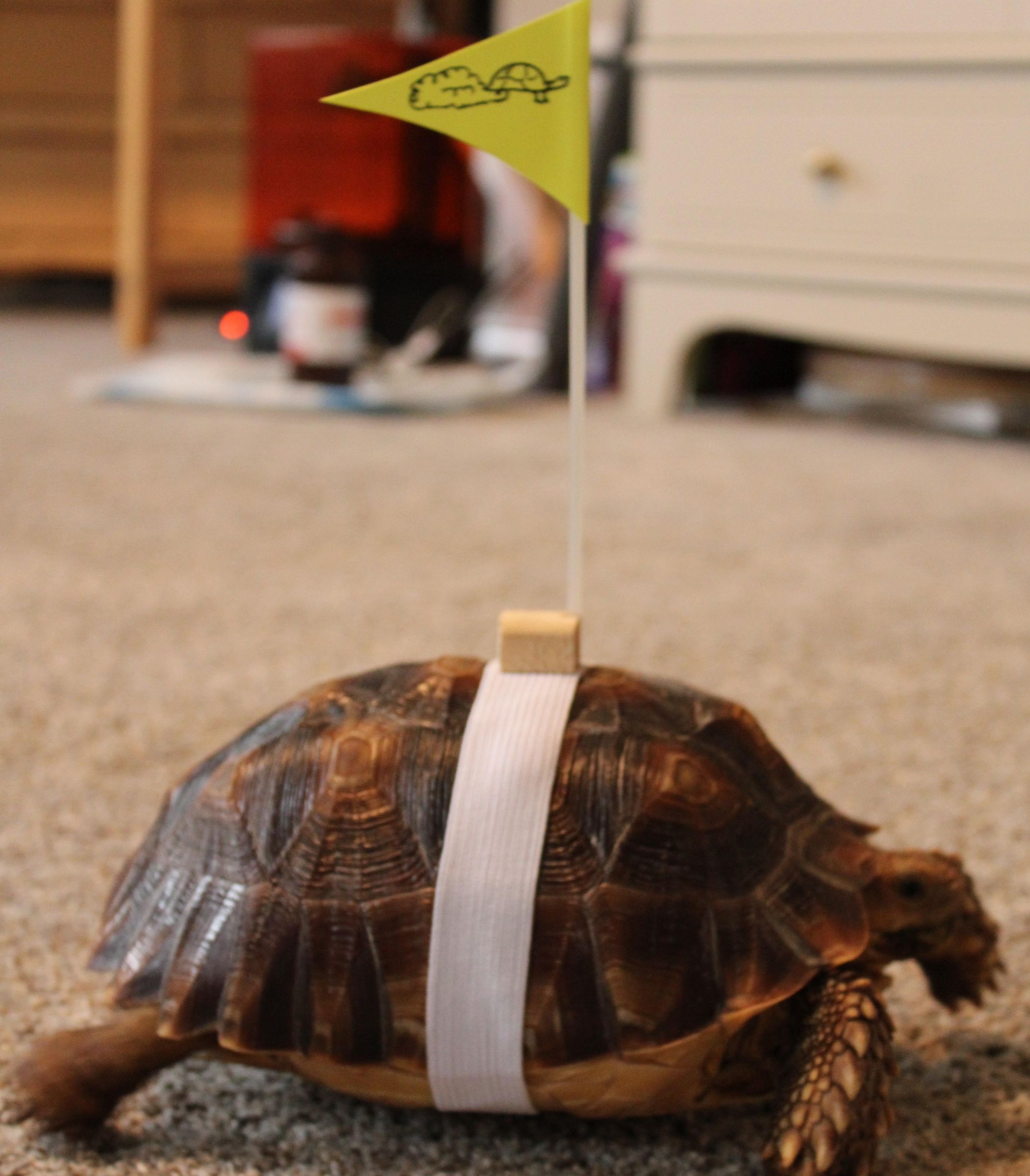 Wandering Tortoise Flag : 4 Steps - Instructables