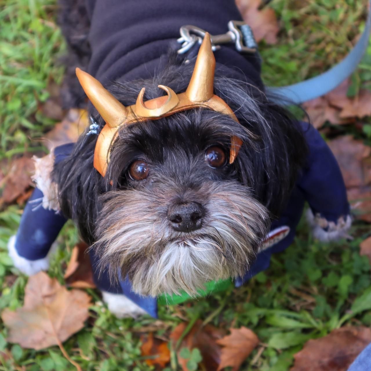Loki Dog Cosplay: Loki for "PAW"sident : 25 Steps (with Pictures ...