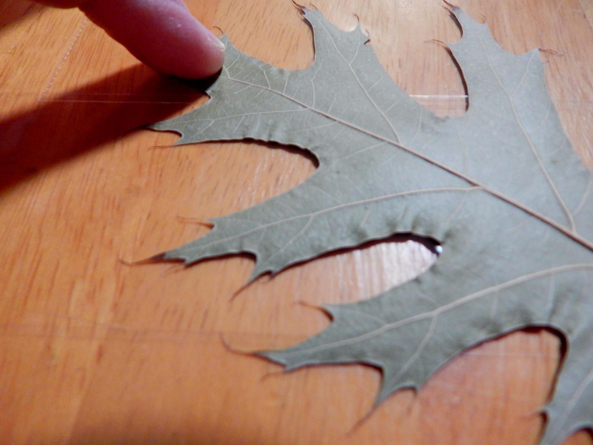 DIY Laminated Leaf Bookmarks : 4 Steps (with Pictures) - Instructables