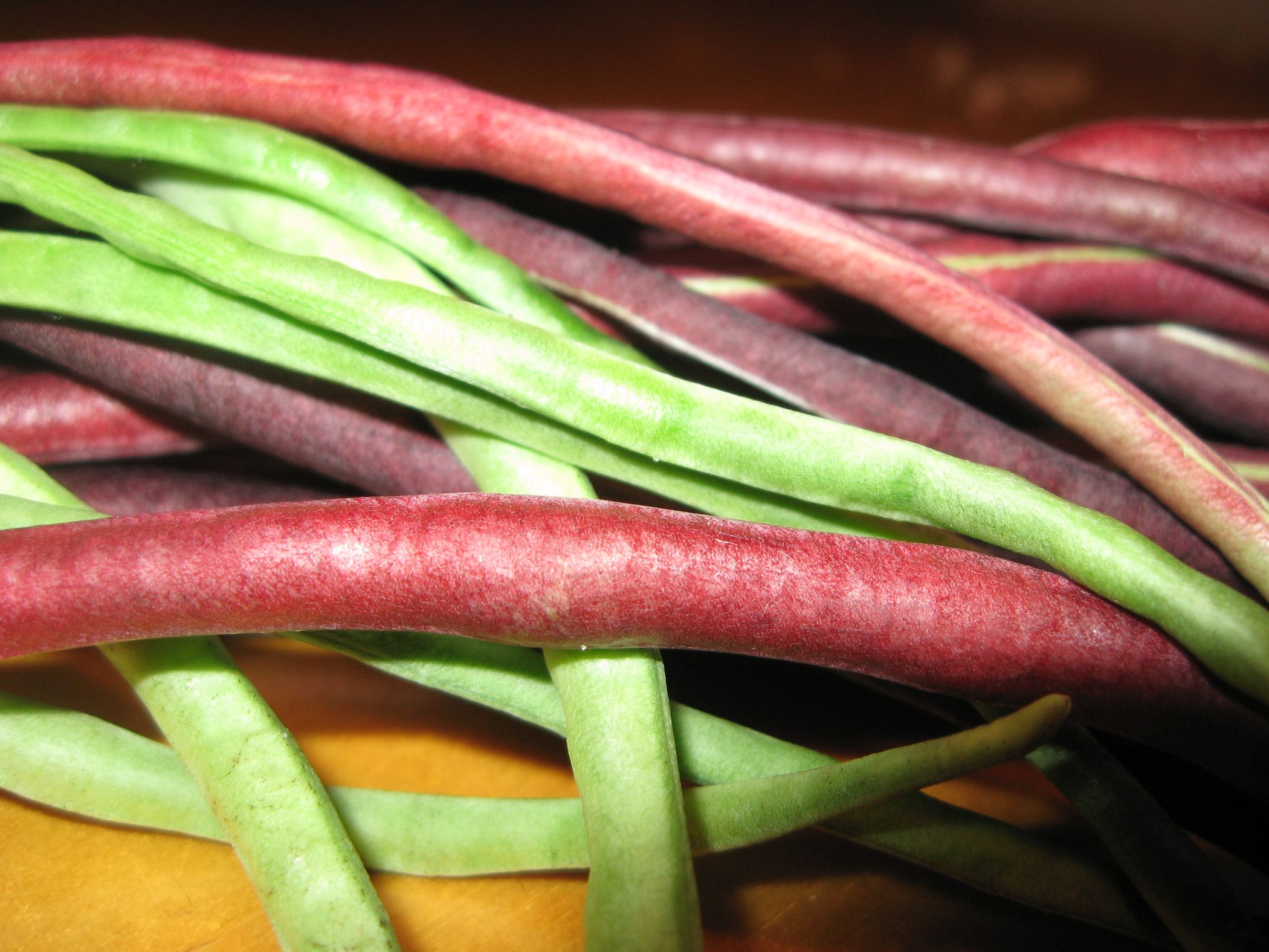 Growing Giant Beans : 8 Steps - Instructables