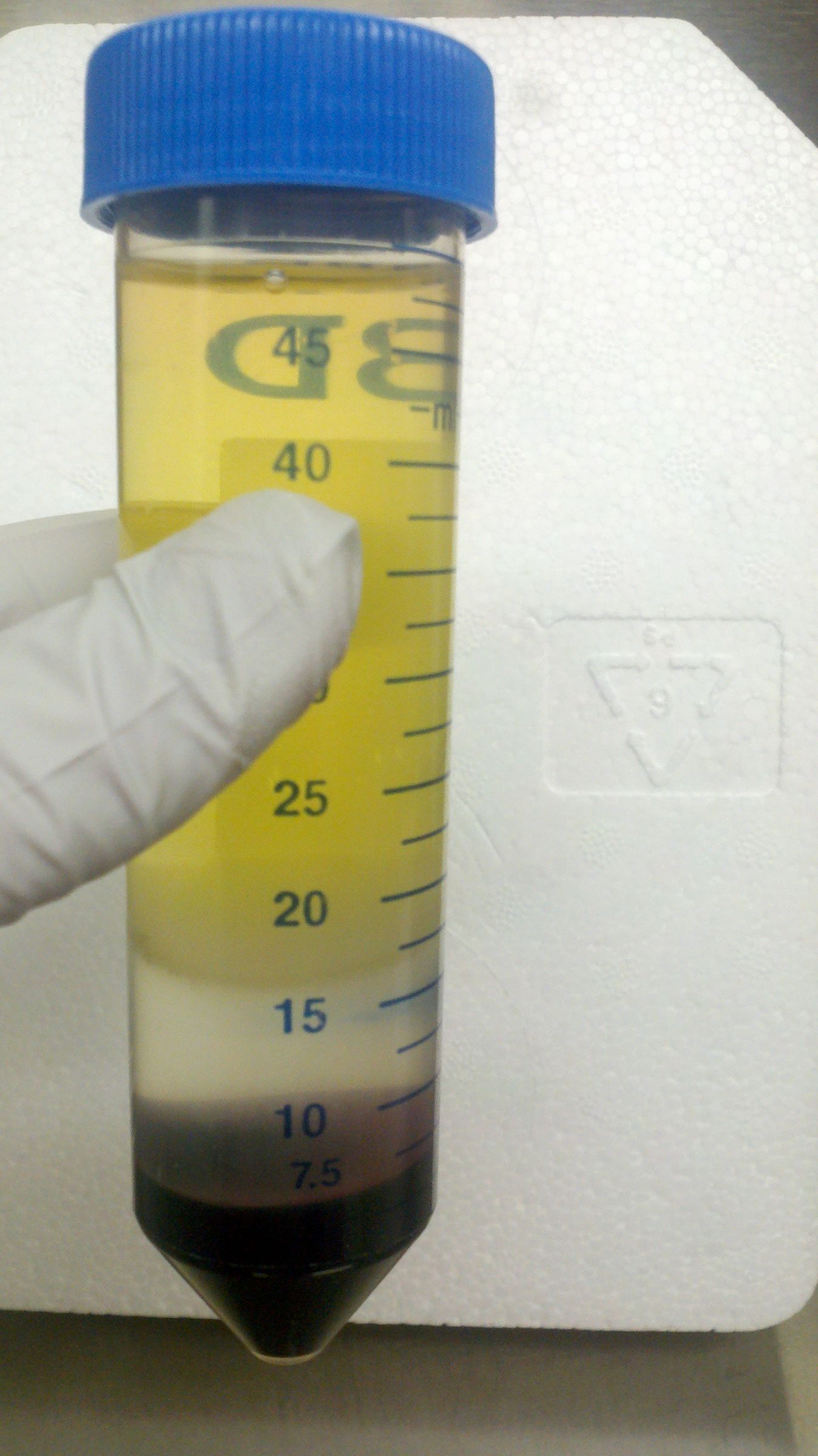 Salt Water Density Experiment : 5 Steps (with Pictures) - Instructables