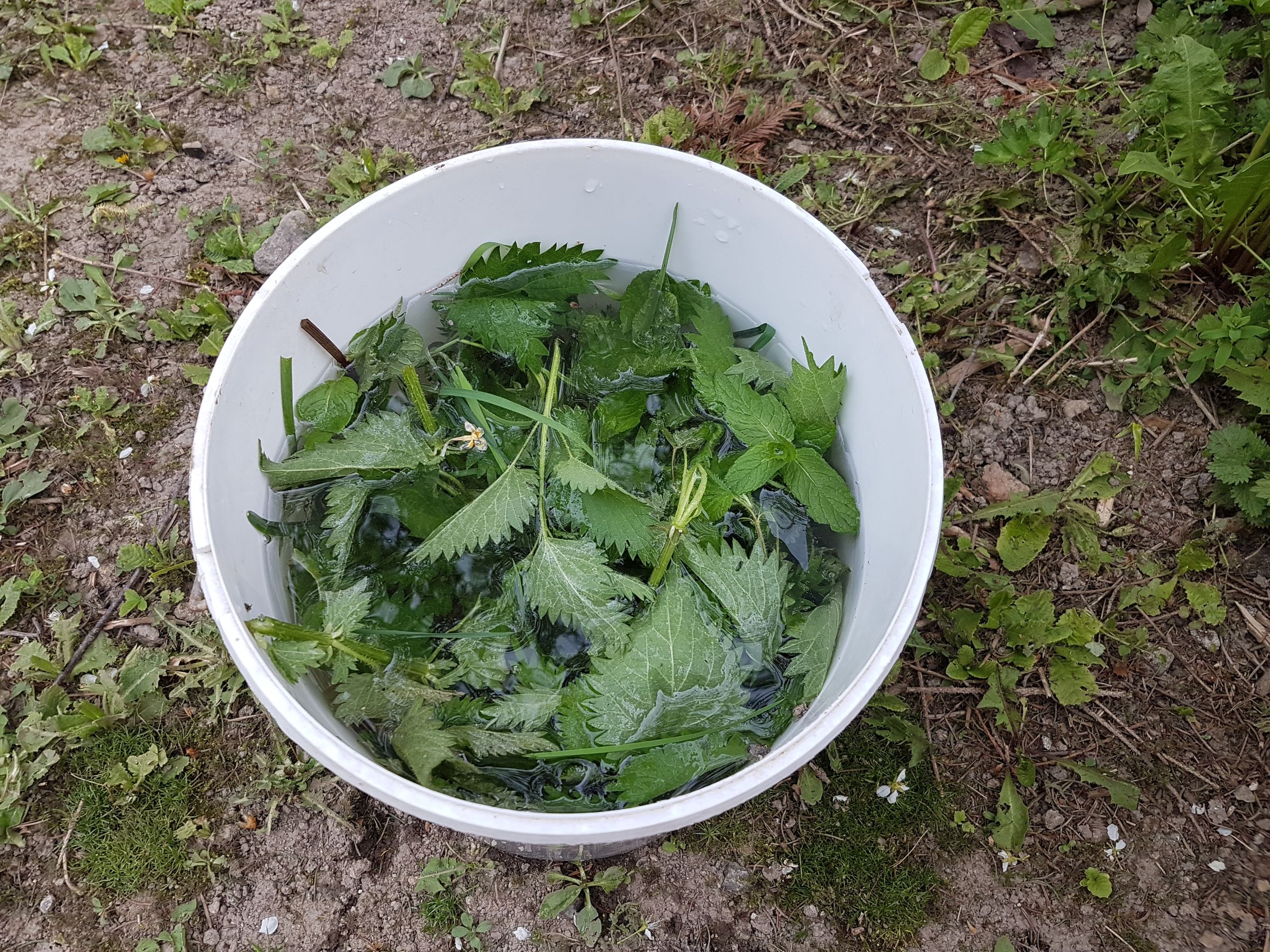 Homemade Natural Insecticide/repellent (with Pictures) - Instructables