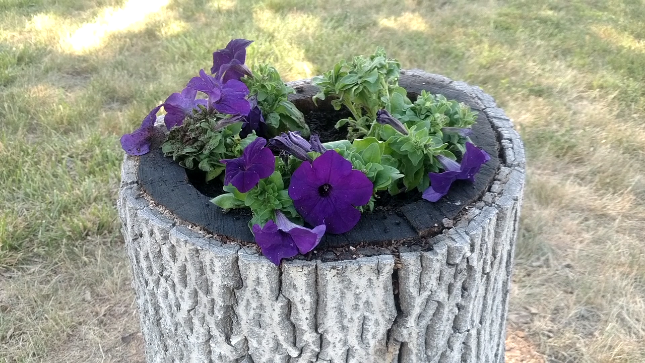 Turn a Stump Into a Planter : 7 Steps (with Pictures) - Instructables