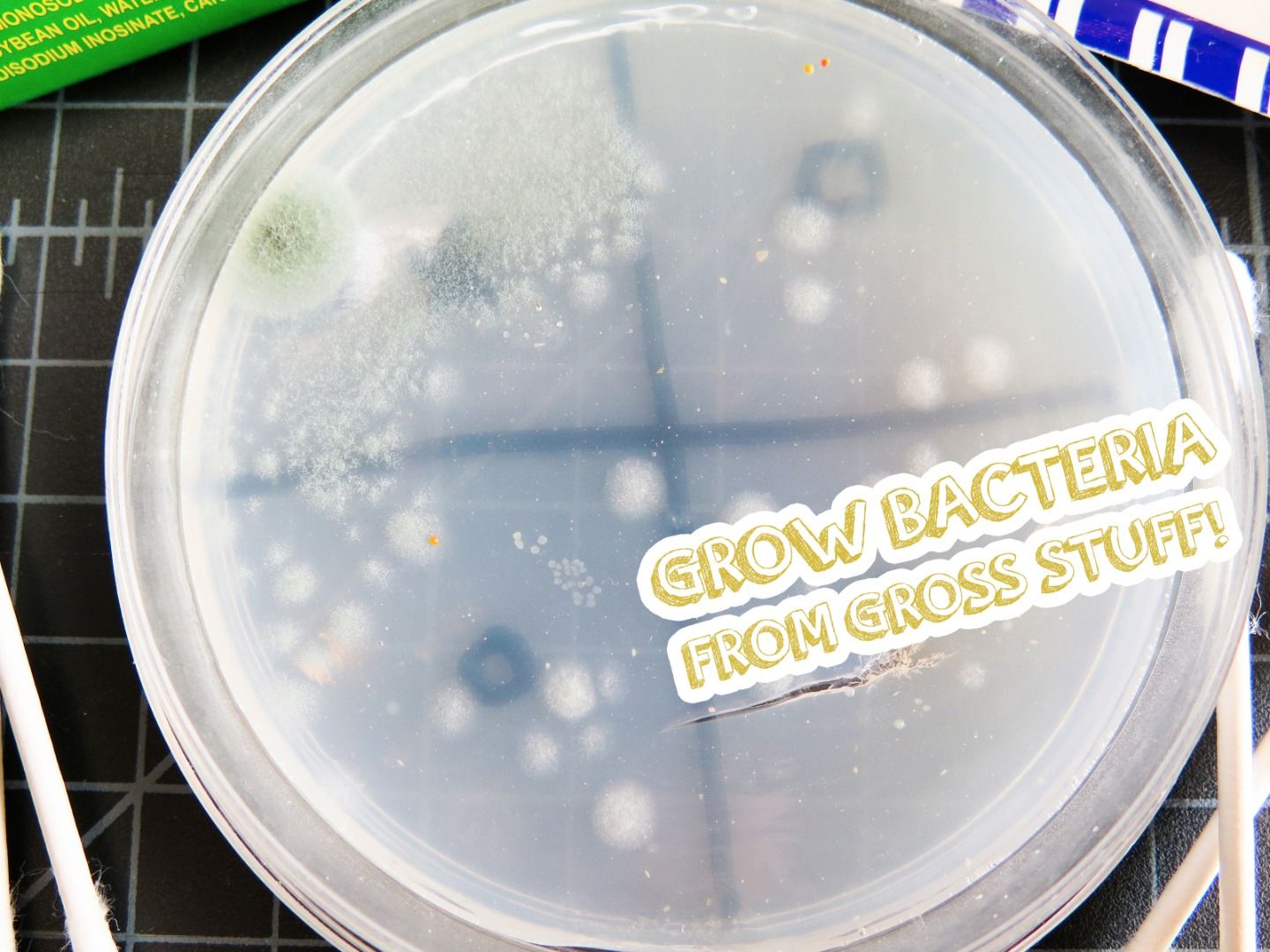 Grow Bacteria From Gross Stuff! : 6 Steps (with Pictures) - Instructables