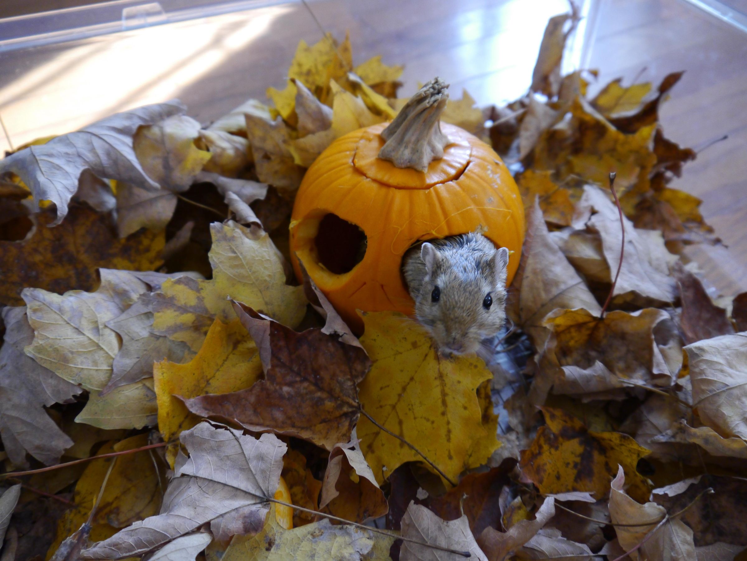 Rodent Residence : 4 Steps (with Pictures) - Instructables