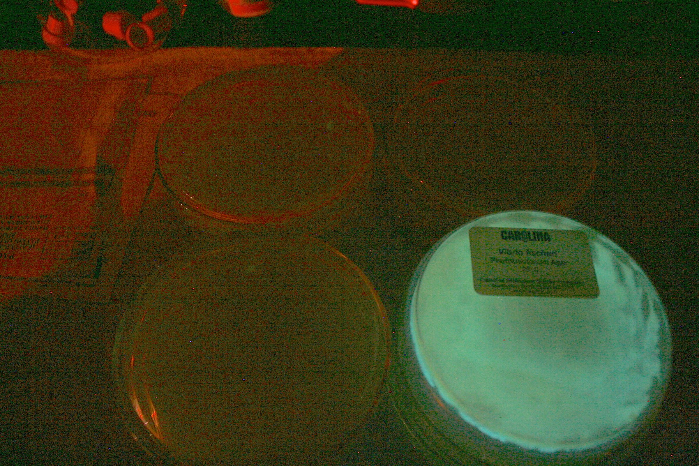 Bioluminescent Bacterial Lightbulb / Water Pollution Tester : 11 Steps ...