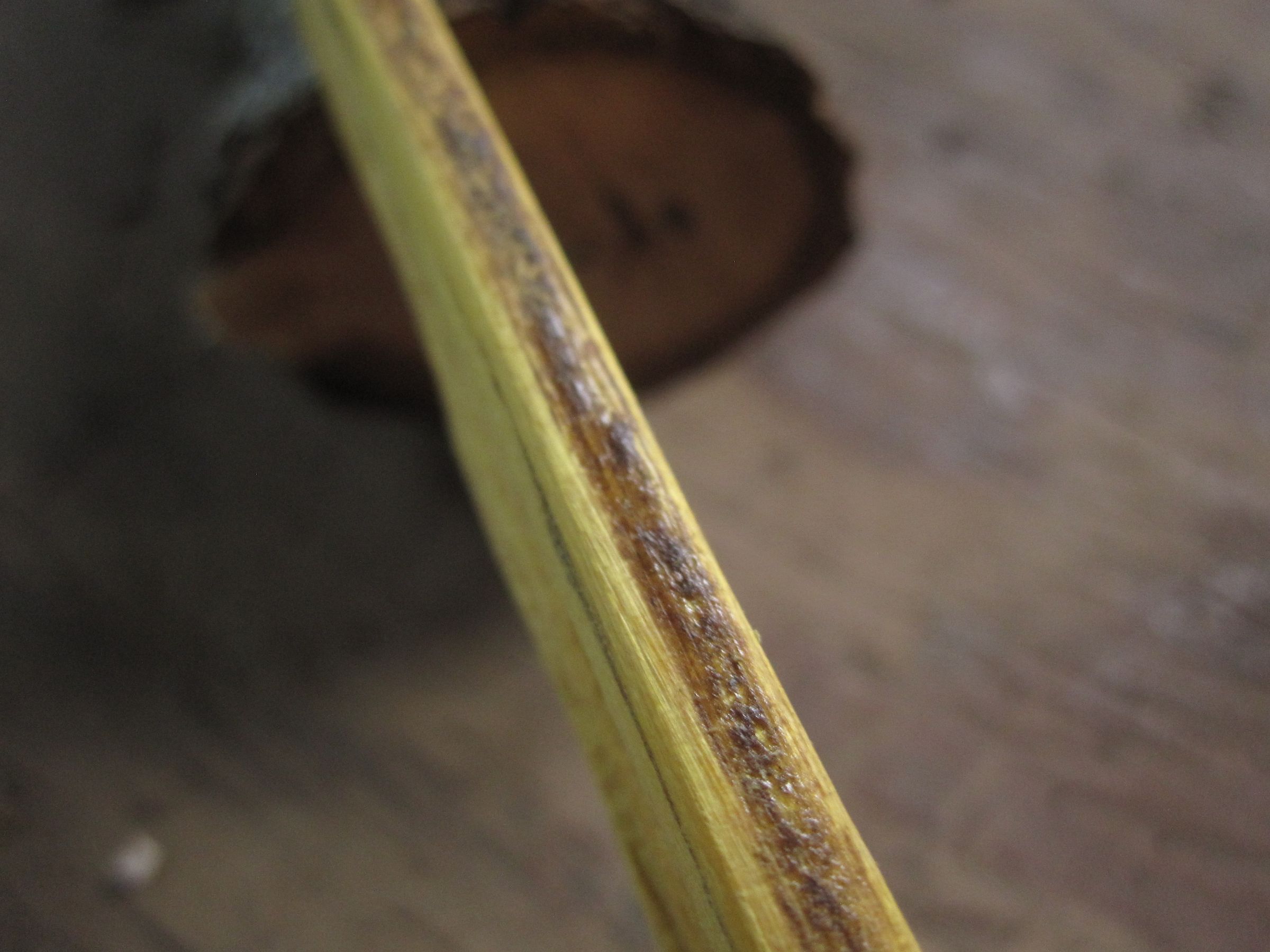 Improvised Folk Fiddle : 9 Steps (with Pictures) - Instructables