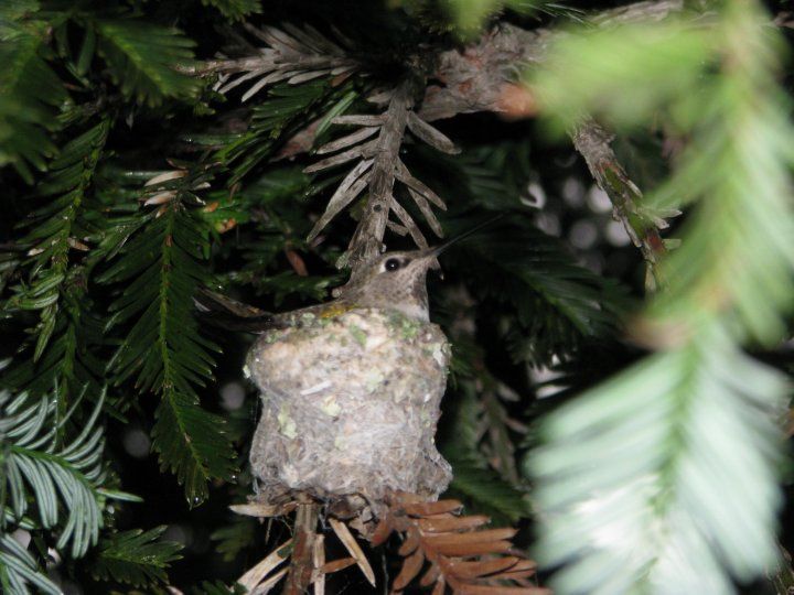 Hummingbird House : 4 Steps (with Pictures) - Instructables