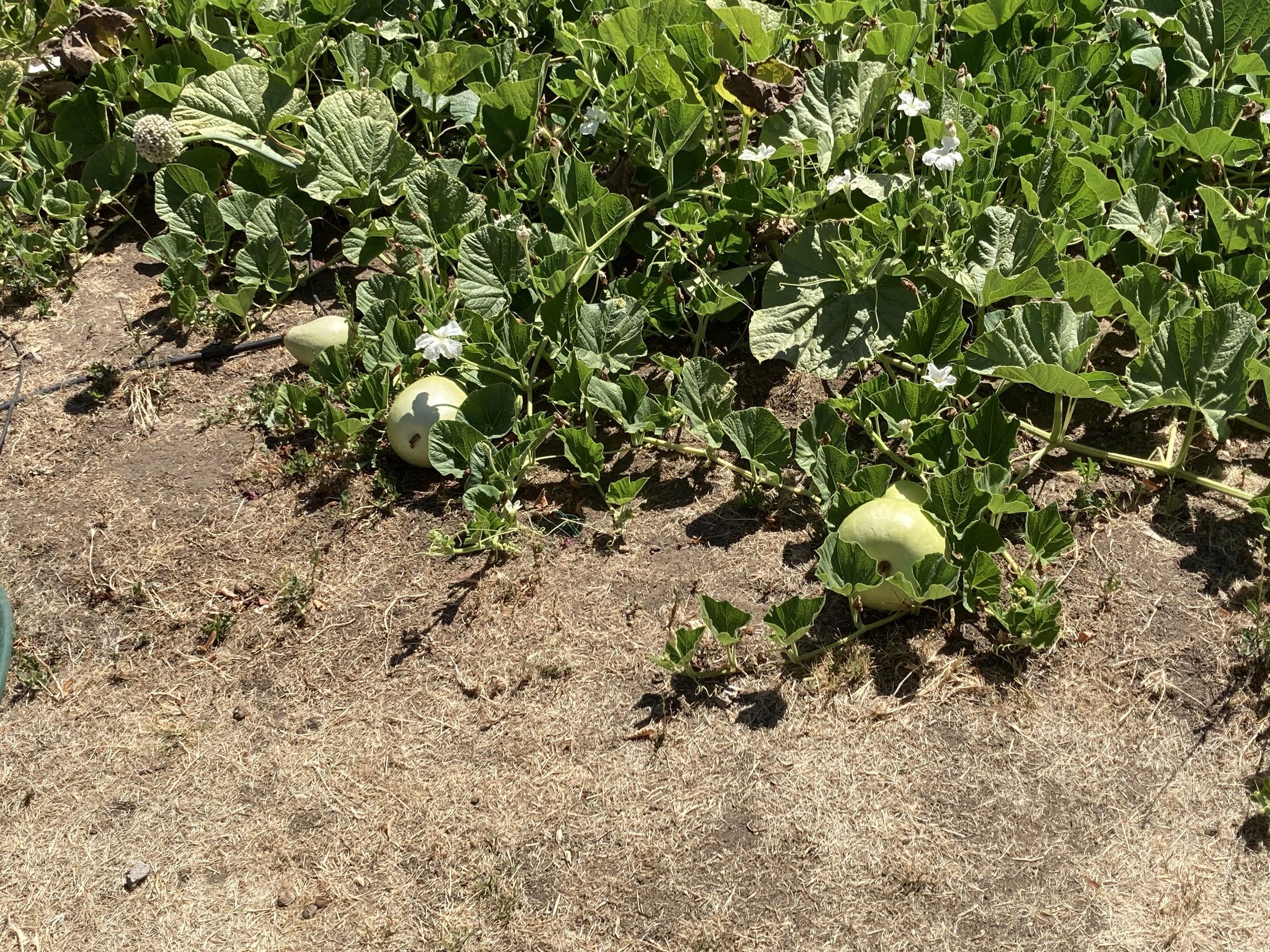 Pumpkin Bat Gourd : 6 Steps (with Pictures) - Instructables