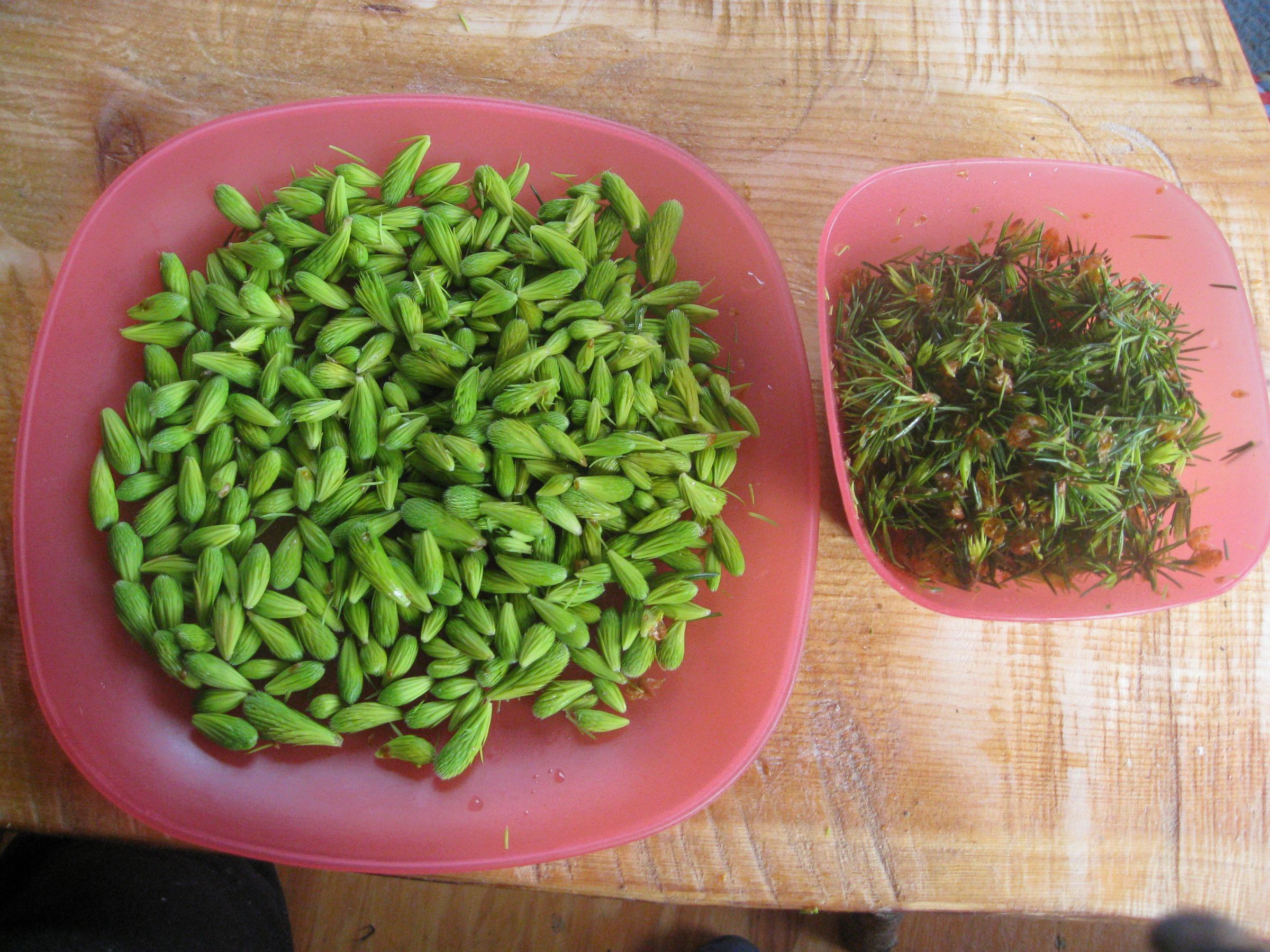 Spruce Tip Syrup : 6 Steps (with Pictures) - Instructables