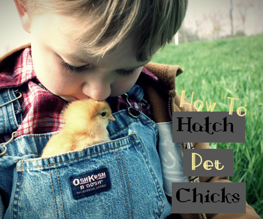 How to Hatch Pet Chicks (For Beginners!) : 13 Steps (with Pictures ...
