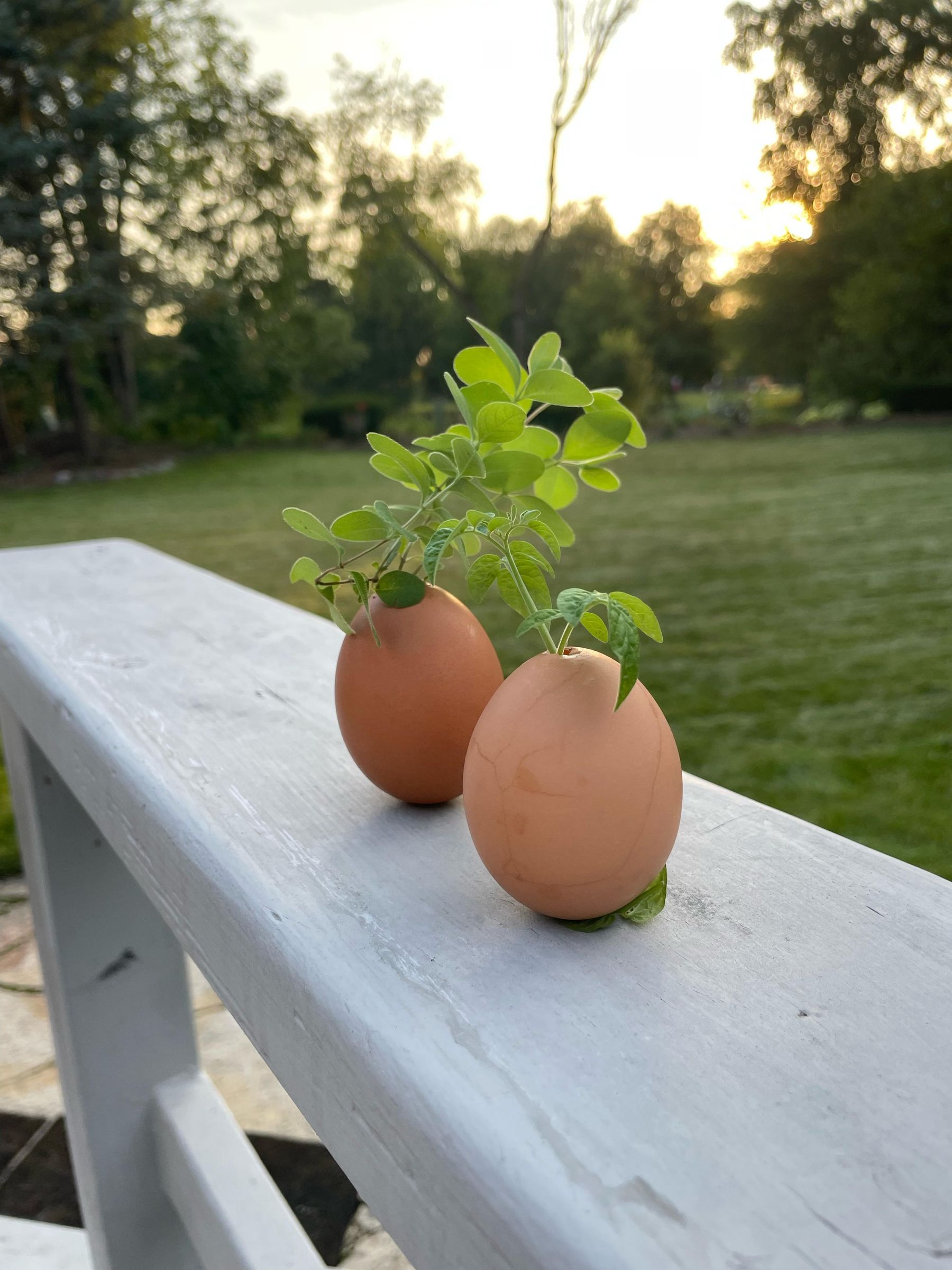 Egg Shell Plant Bud/ Seed Starter : 5 Steps - Instructables