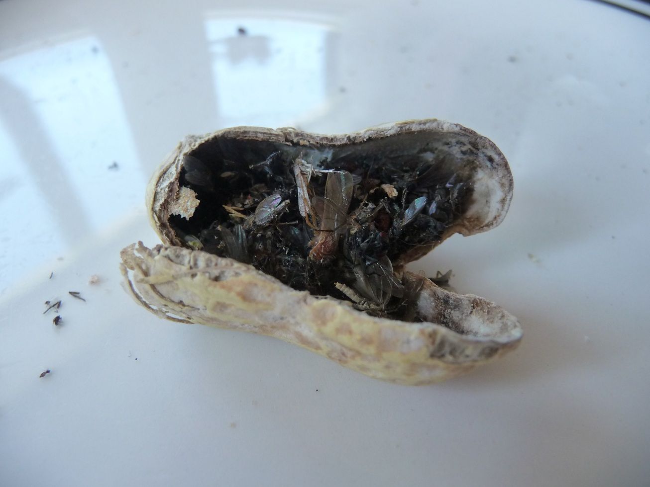 Pocket-Sized ~ the Meanest (FEAR FACTOR) Peanut Prank Ever! - Instructables
