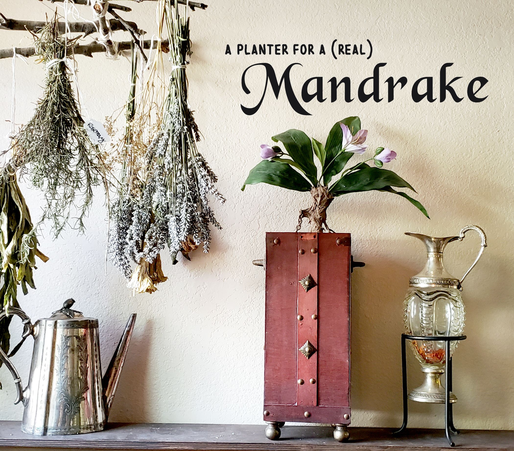 Mandrake Planter : 5 Steps (with Pictures) - Instructables