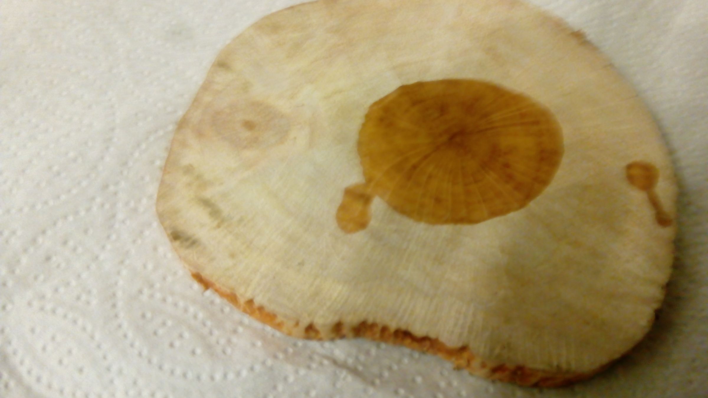 Tree Trunk Trivet (for Starters or Kids) : 4 Steps (with Pictures ...