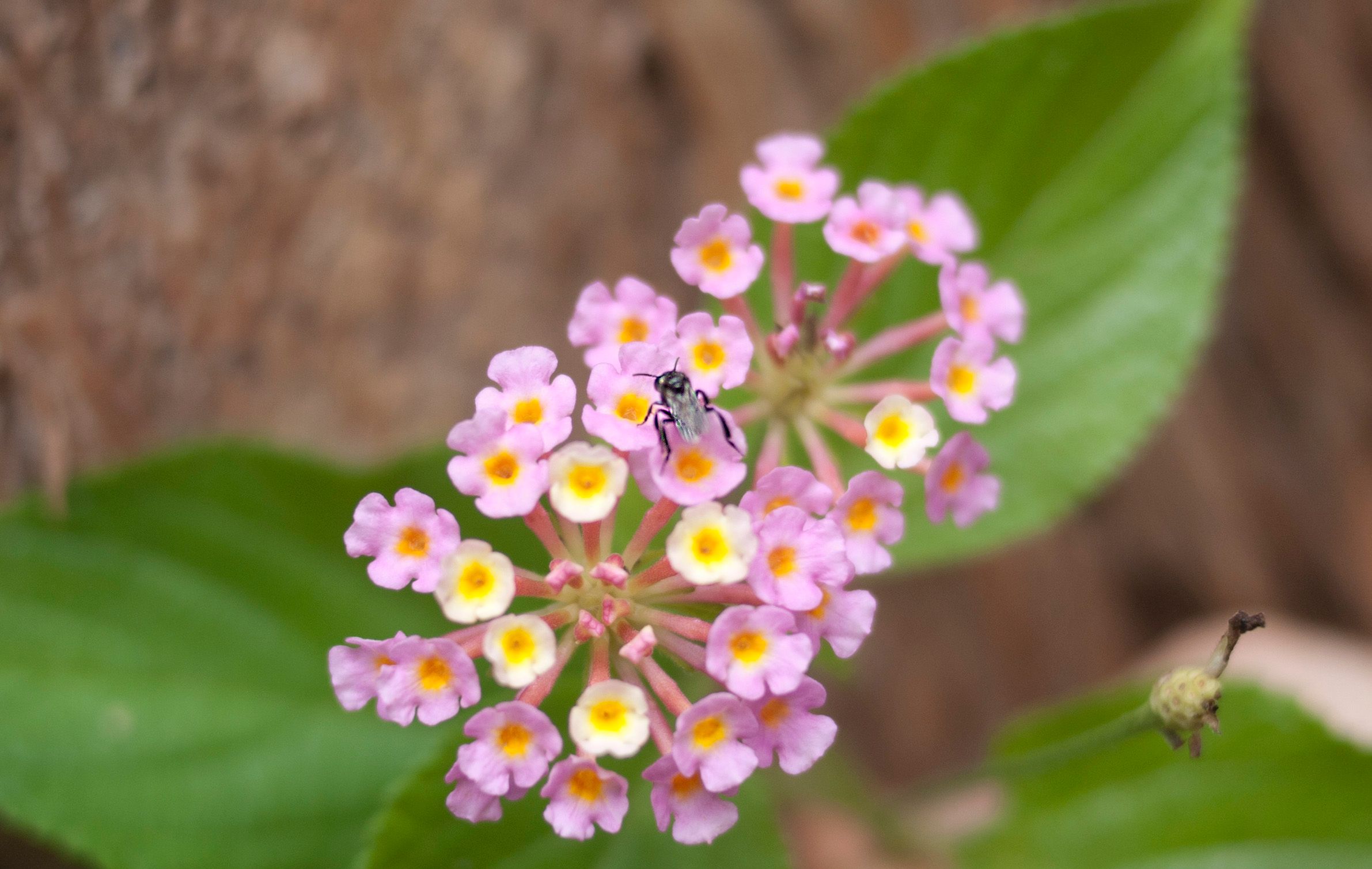 Native Bee Hive : 10 Steps (with Pictures) - Instructables