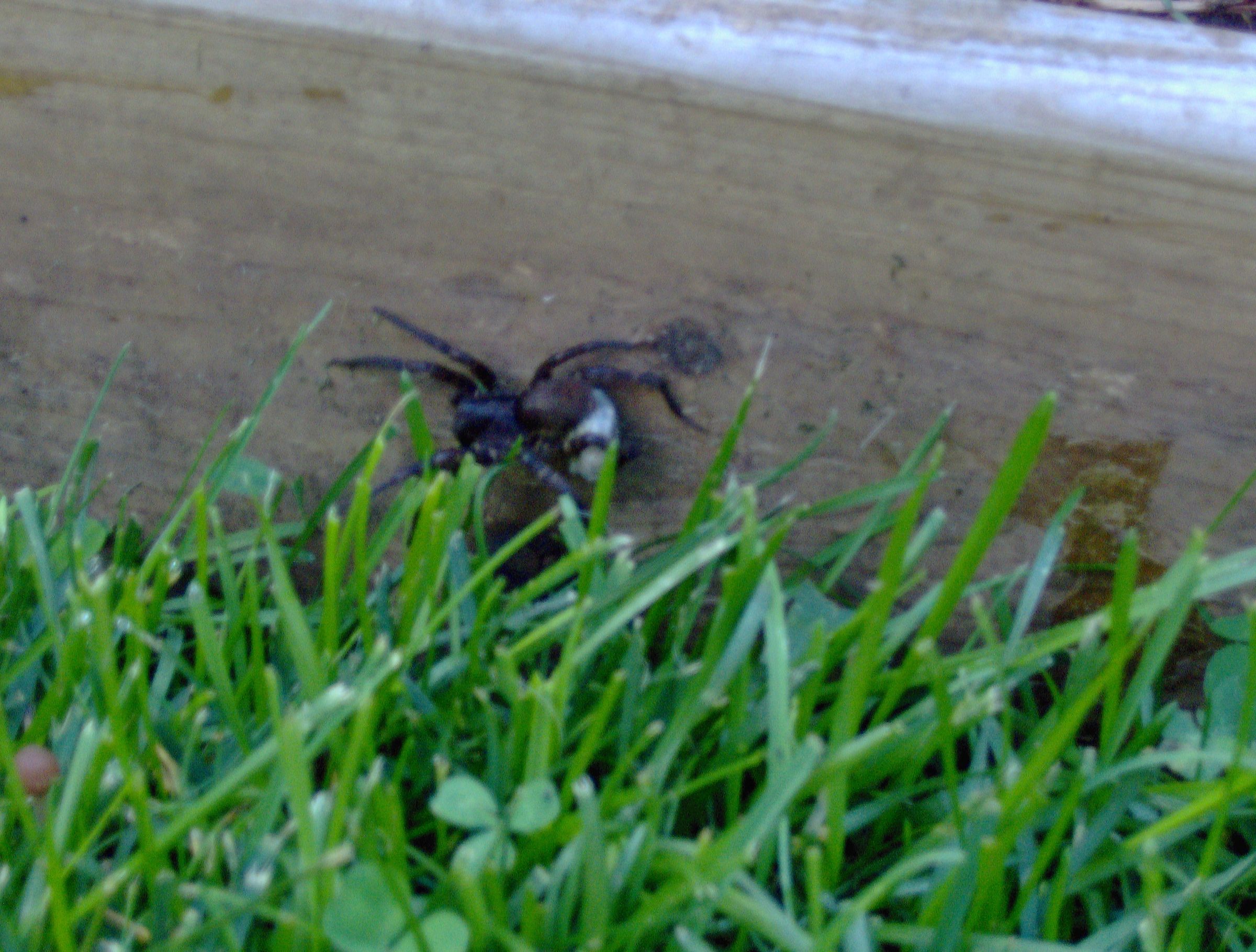 Spider Hunting! : 4 Steps (with Pictures) - Instructables