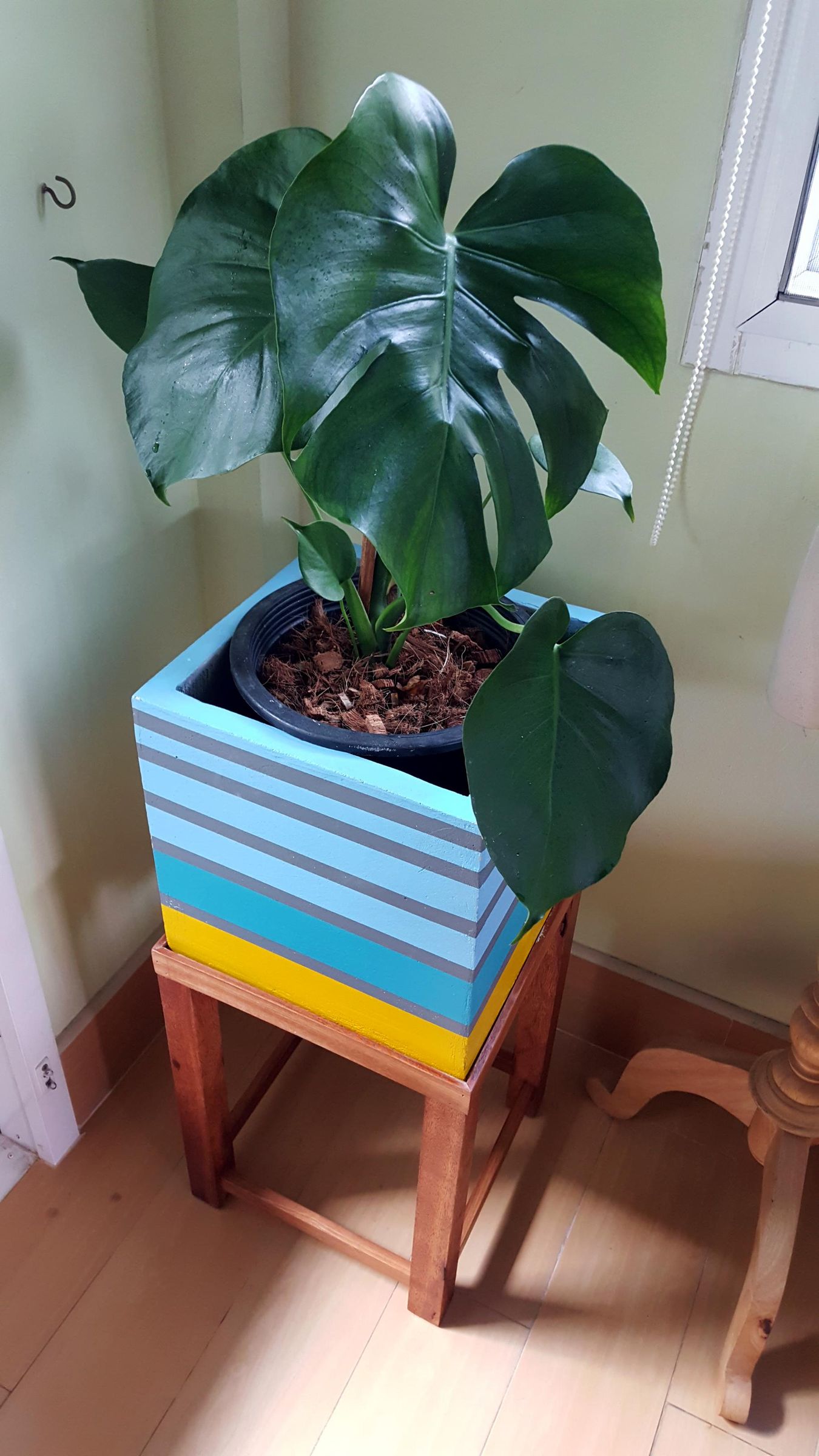 Monstera Giant Pot With Wooden Stand. : 3 Steps (with Pictures ...