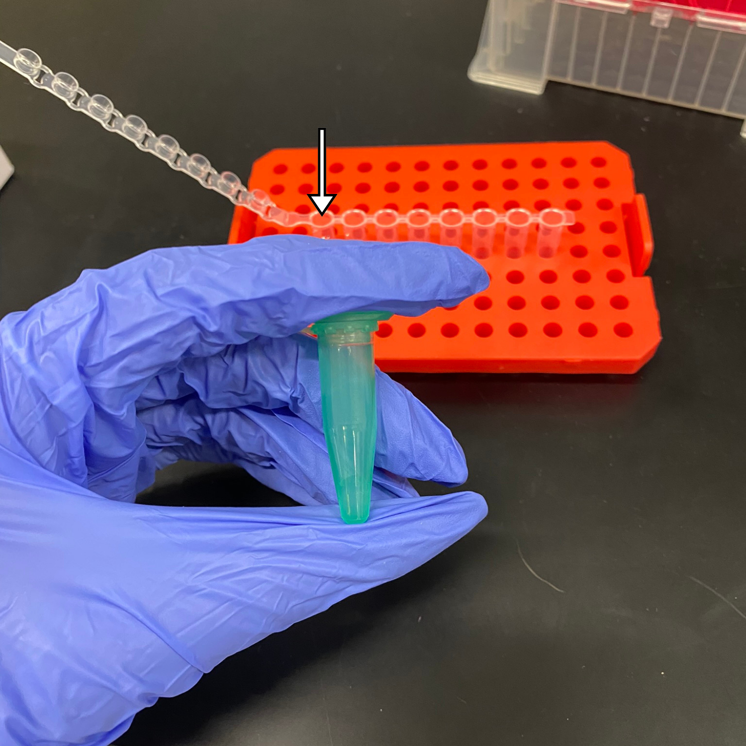 Mastering Molecular Cloning: a Guide to Polymerase Chain Reaction (PCR ...