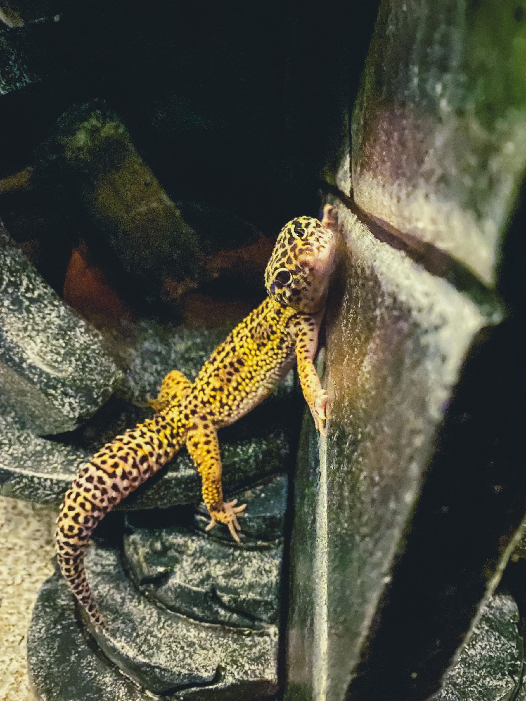 DIY Split Aquarium / Terrarium Background for Reptiles : 6 Steps (with ...