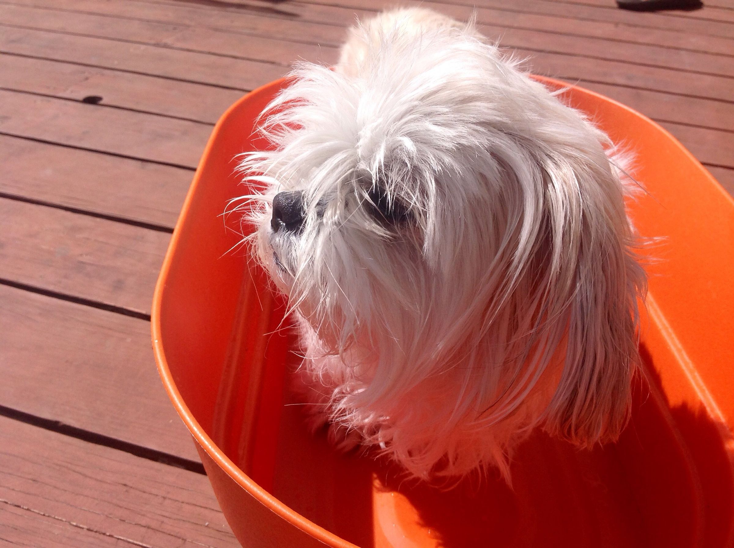 Flea Salt Bath : 3 Steps - Instructables