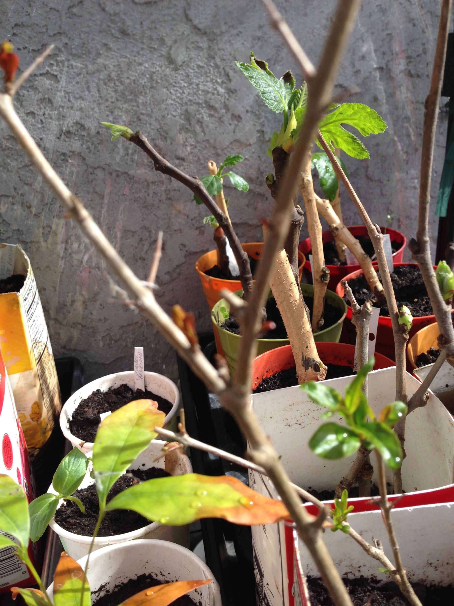 Rooting Figs (and Other Hardwood Cuttings) : 8 Steps - Instructables