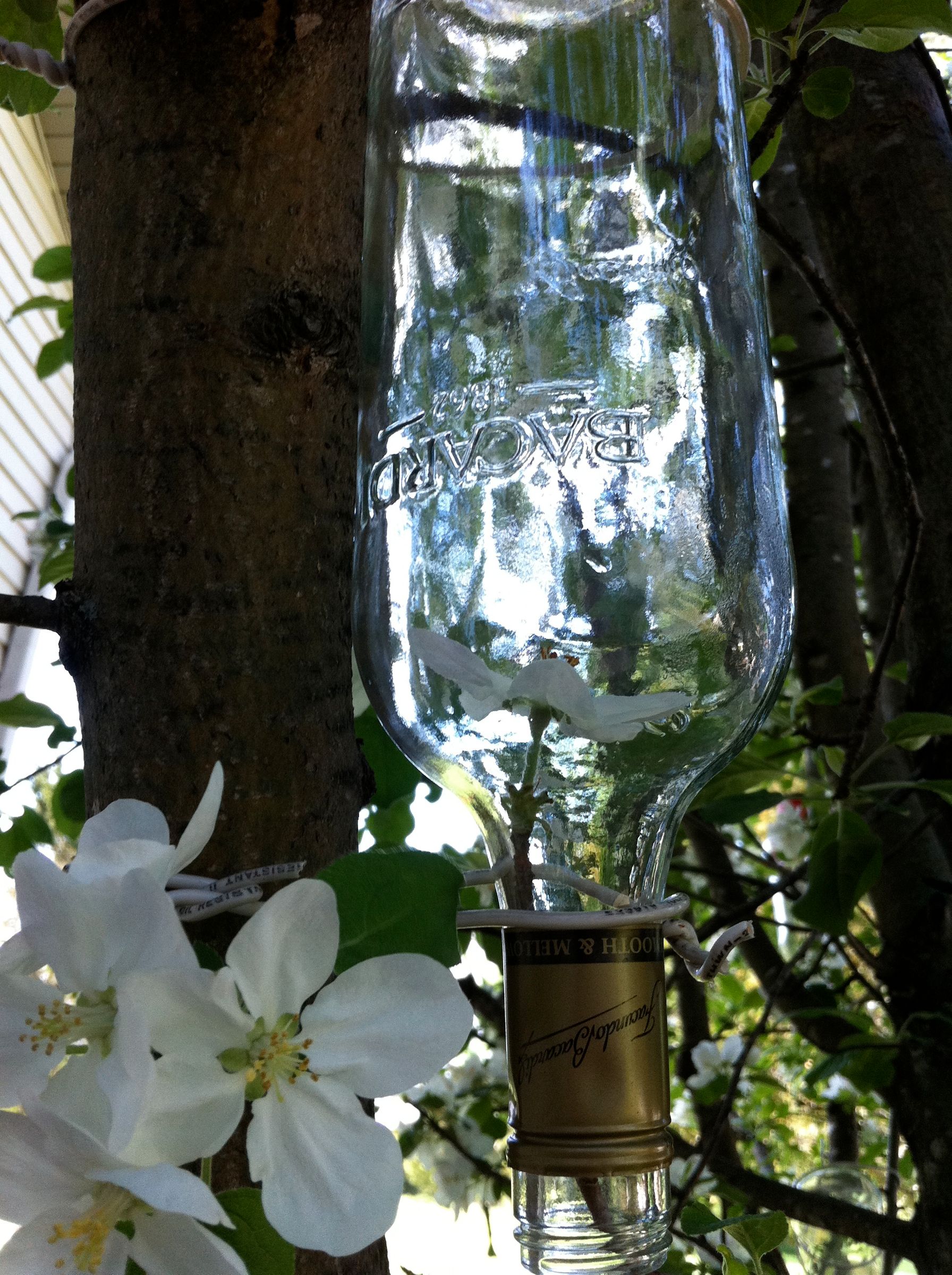 How to Grow an Apple in a Bottle : 15 Steps (with Pictures) - Instructables