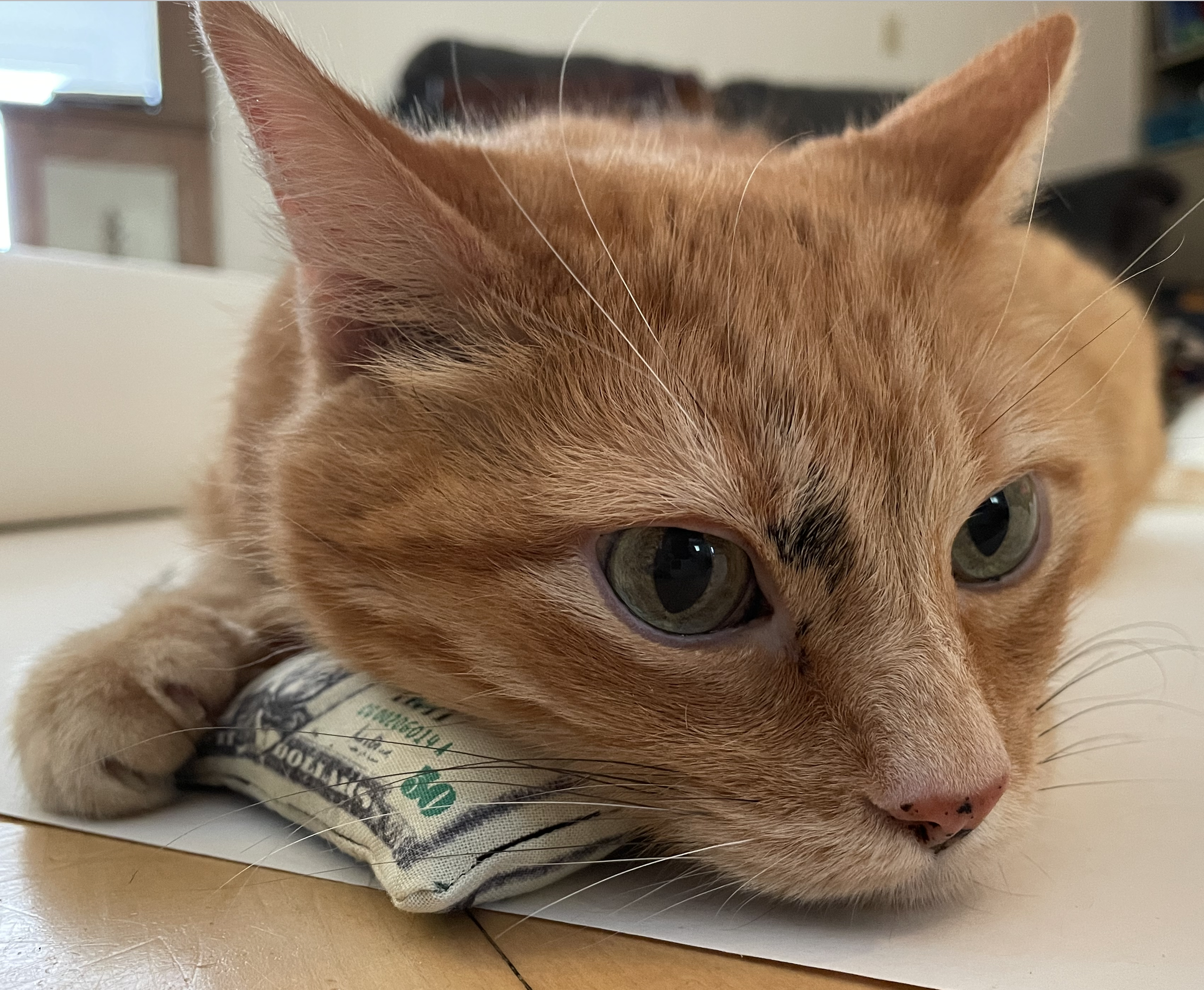 The World's Most Expensive Cat Toys : 6 Steps (with Pictures ...