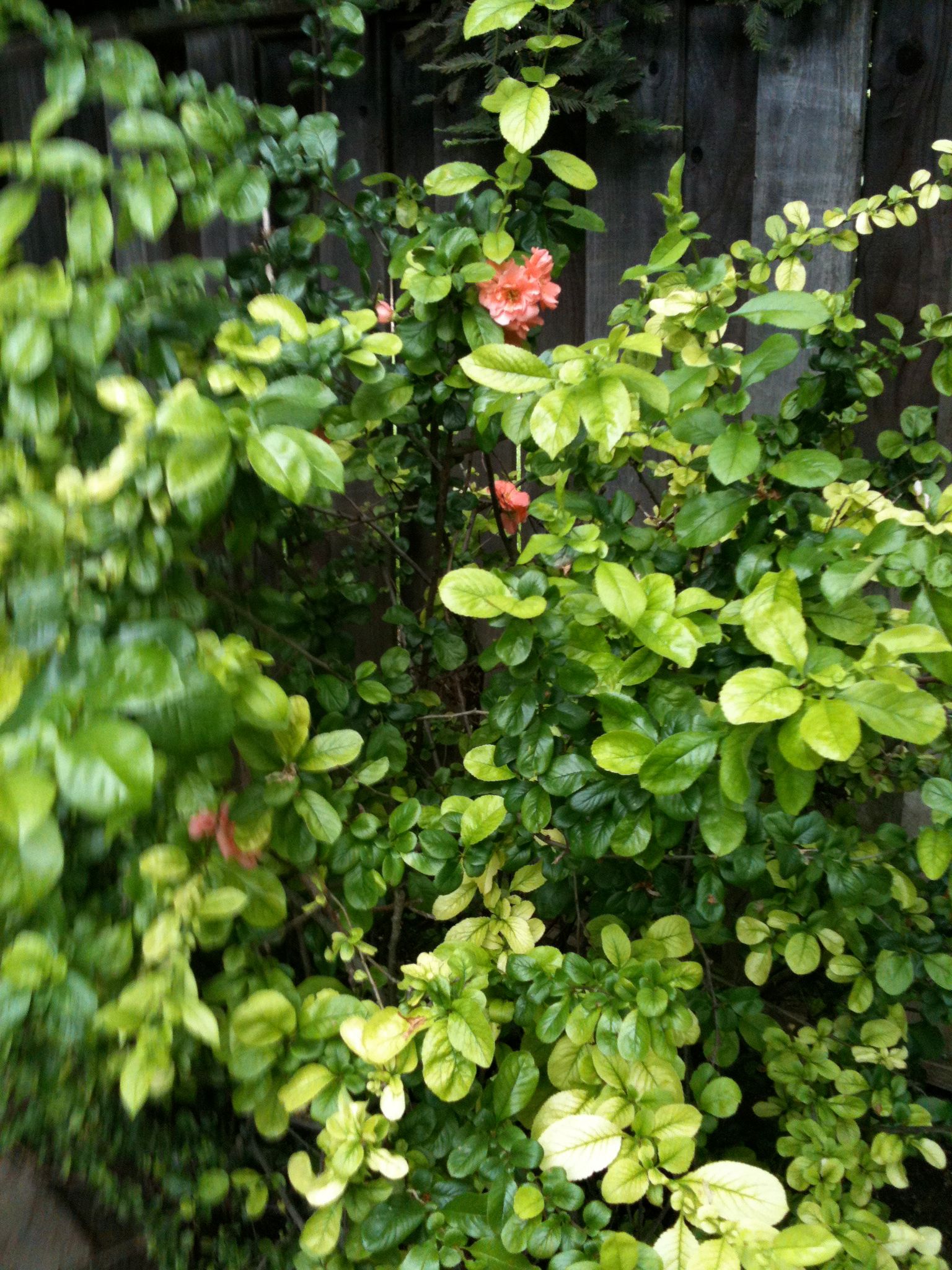 Make an Easy Flower Chain : 4 Steps - Instructables