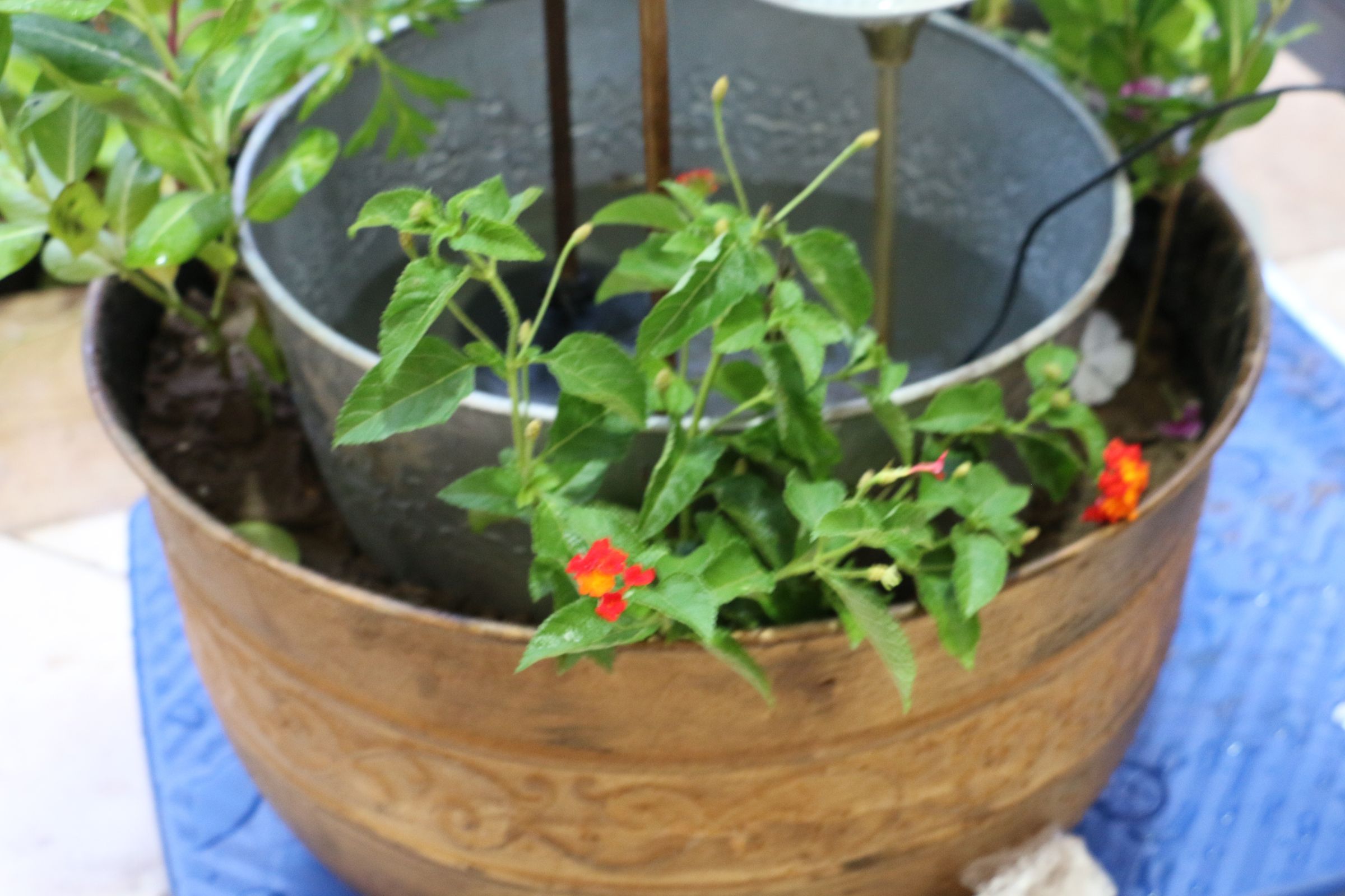 Tea Pot Fountain Planter : 4 Steps - Instructables
