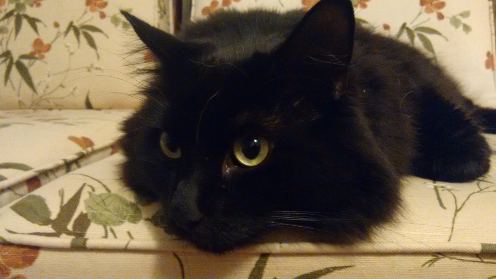 Intel Edison Cat Enrichment Device (iCED) : 9 Steps - Instructables