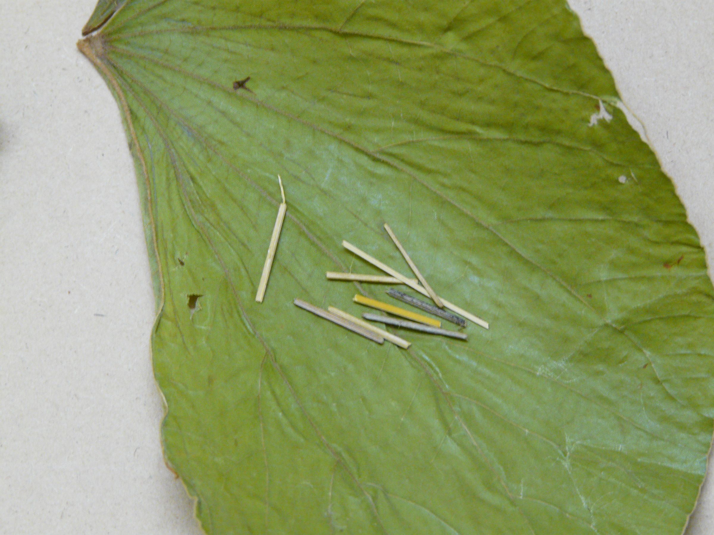 Pattal - Leaf Plate (Made of Banyan & Sal Leaf ) : 10 Steps - Instructables