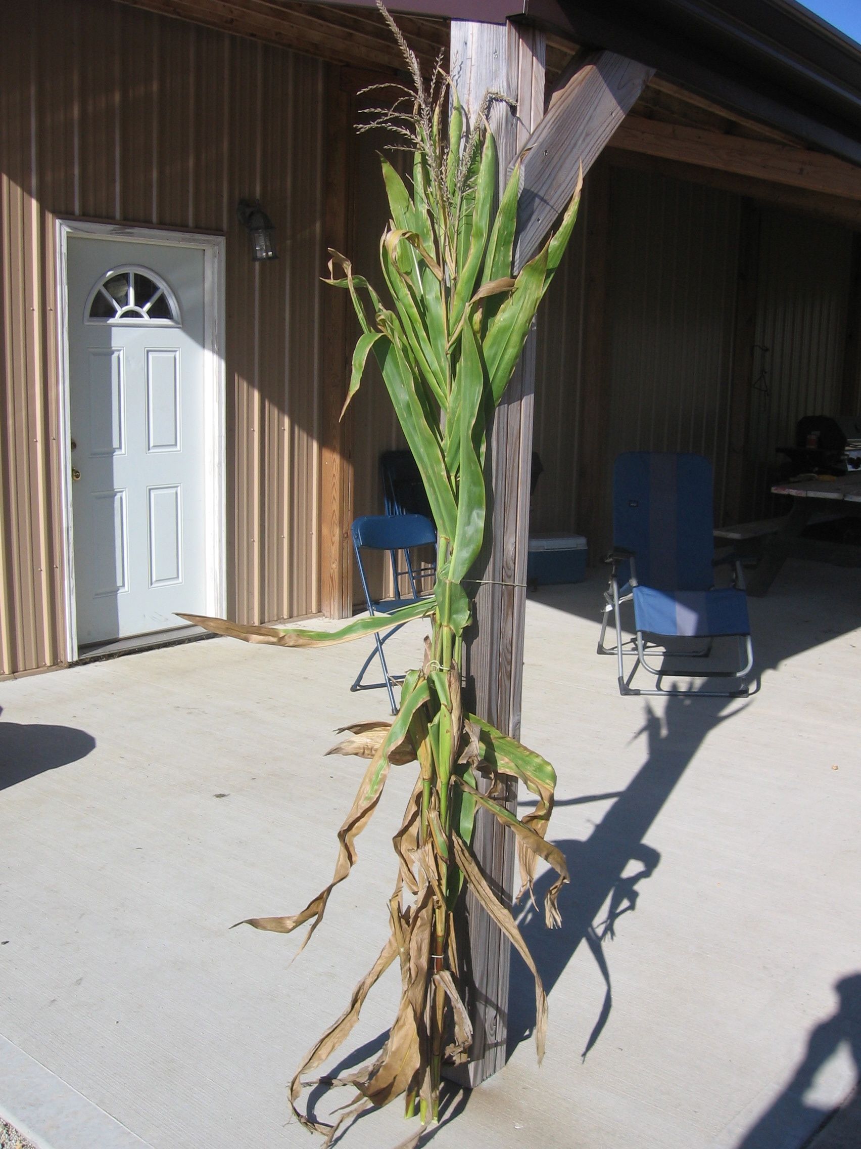 Easy Cornstalk Halloween/fall Decorations : 4 Steps - Instructables