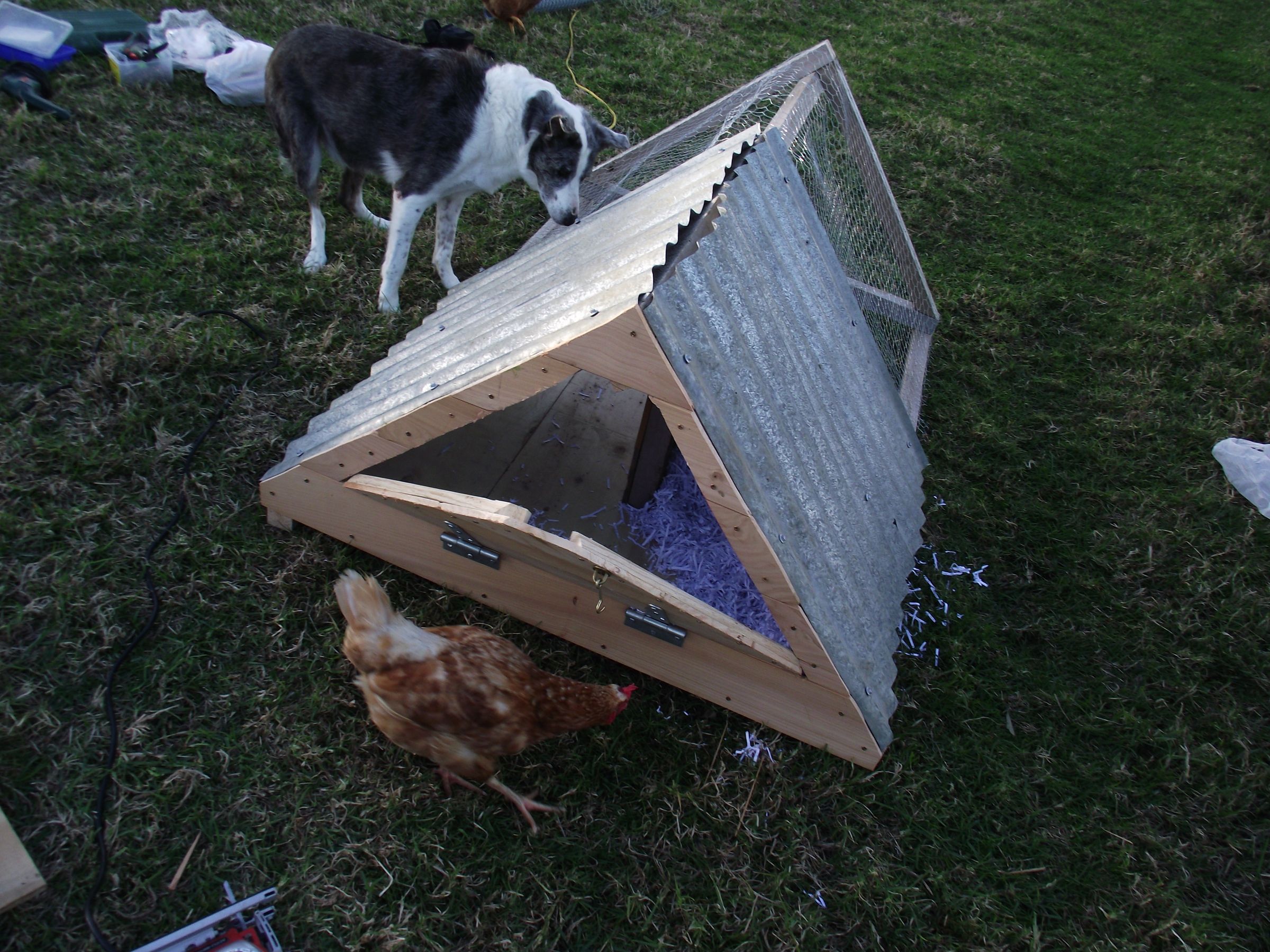 Chicken Accommodation Available for a Handsome, Single Young Man! : 9 ...