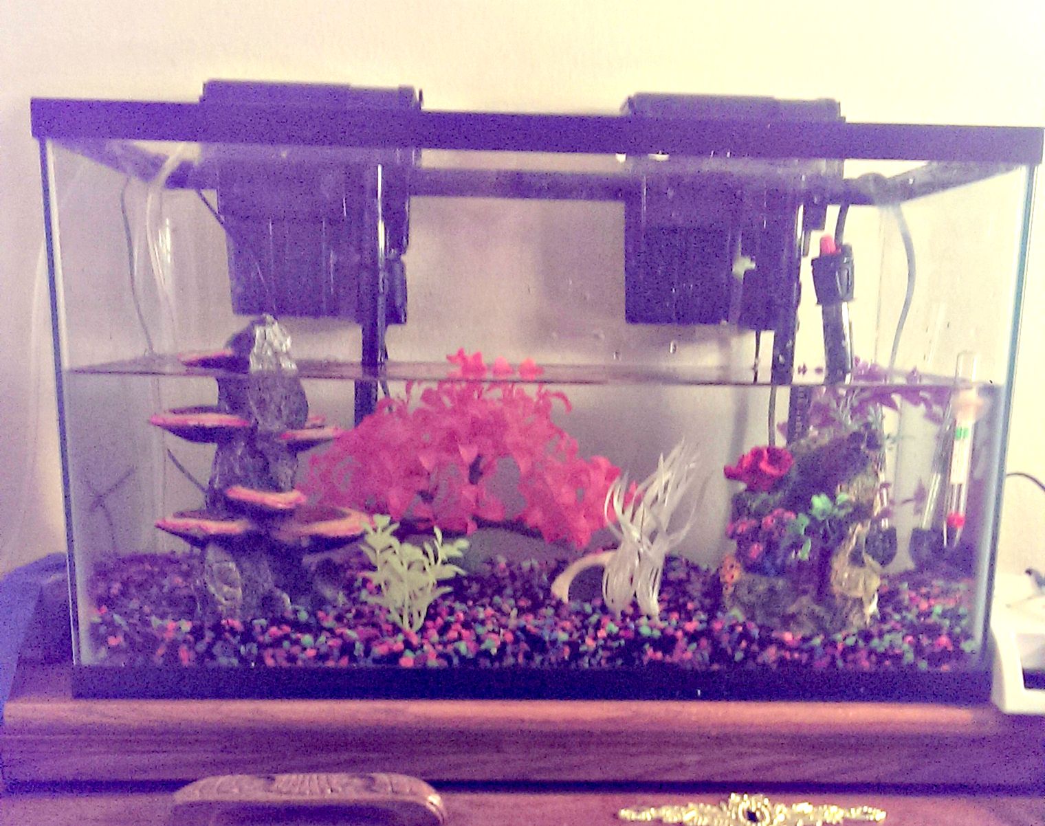 Setting Up a Fish Tank : 9 Steps (with Pictures) - Instructables