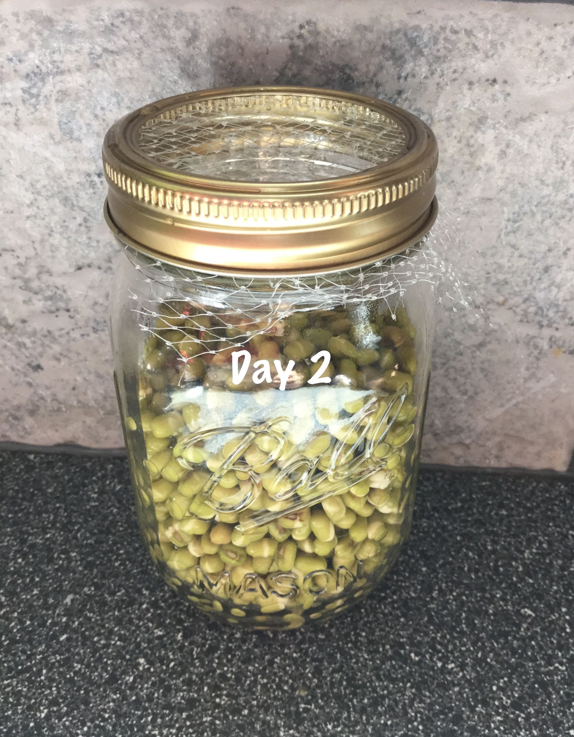 How to Grow Bean Sprouts : 5 Steps (with Pictures) - Instructables