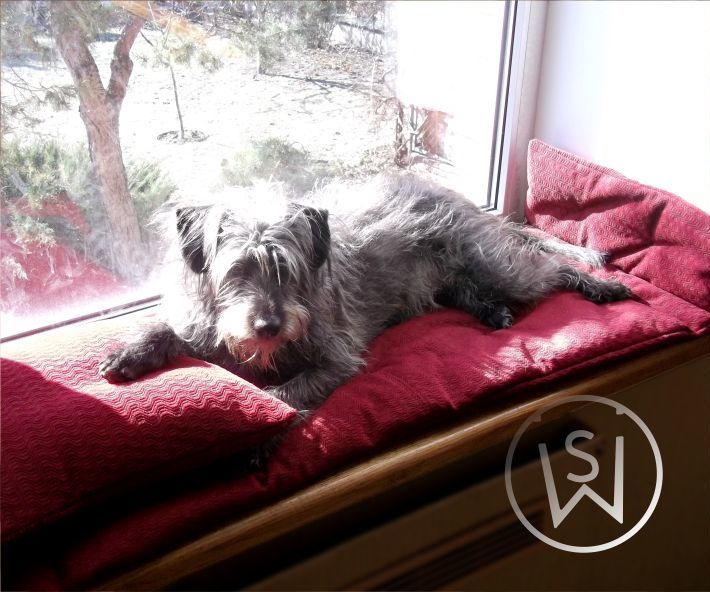 Window Board Dog Bed ...For a Dog : 23 Steps - Instructables