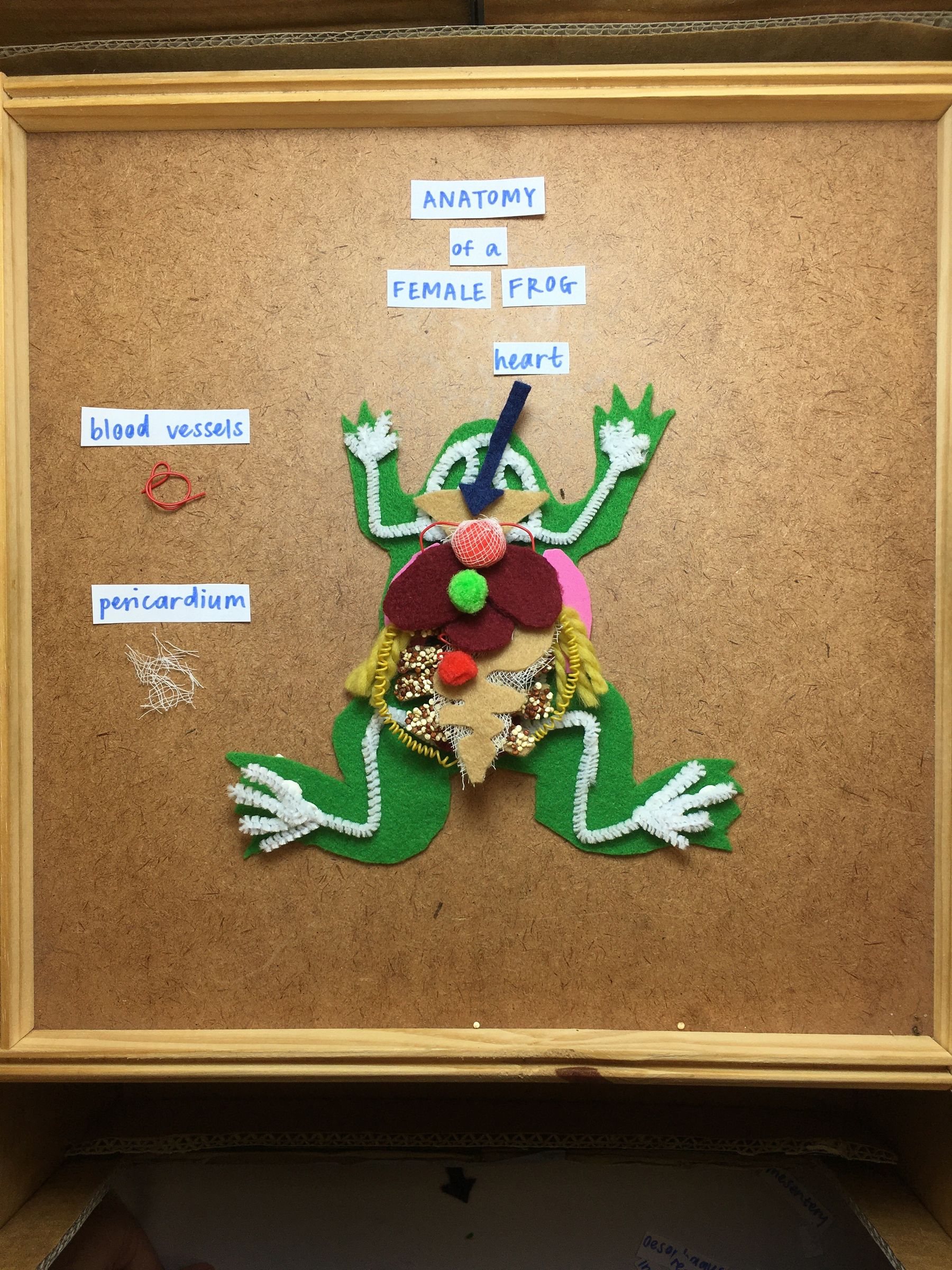 Frog Dissection Heart
