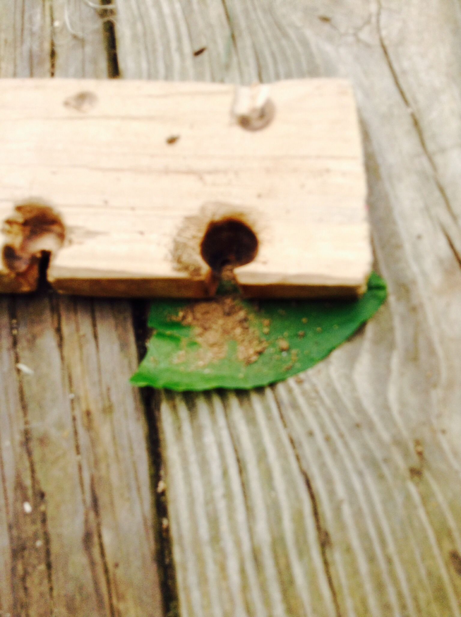 Friction Fire Making : 7 Steps (with Pictures) - Instructables