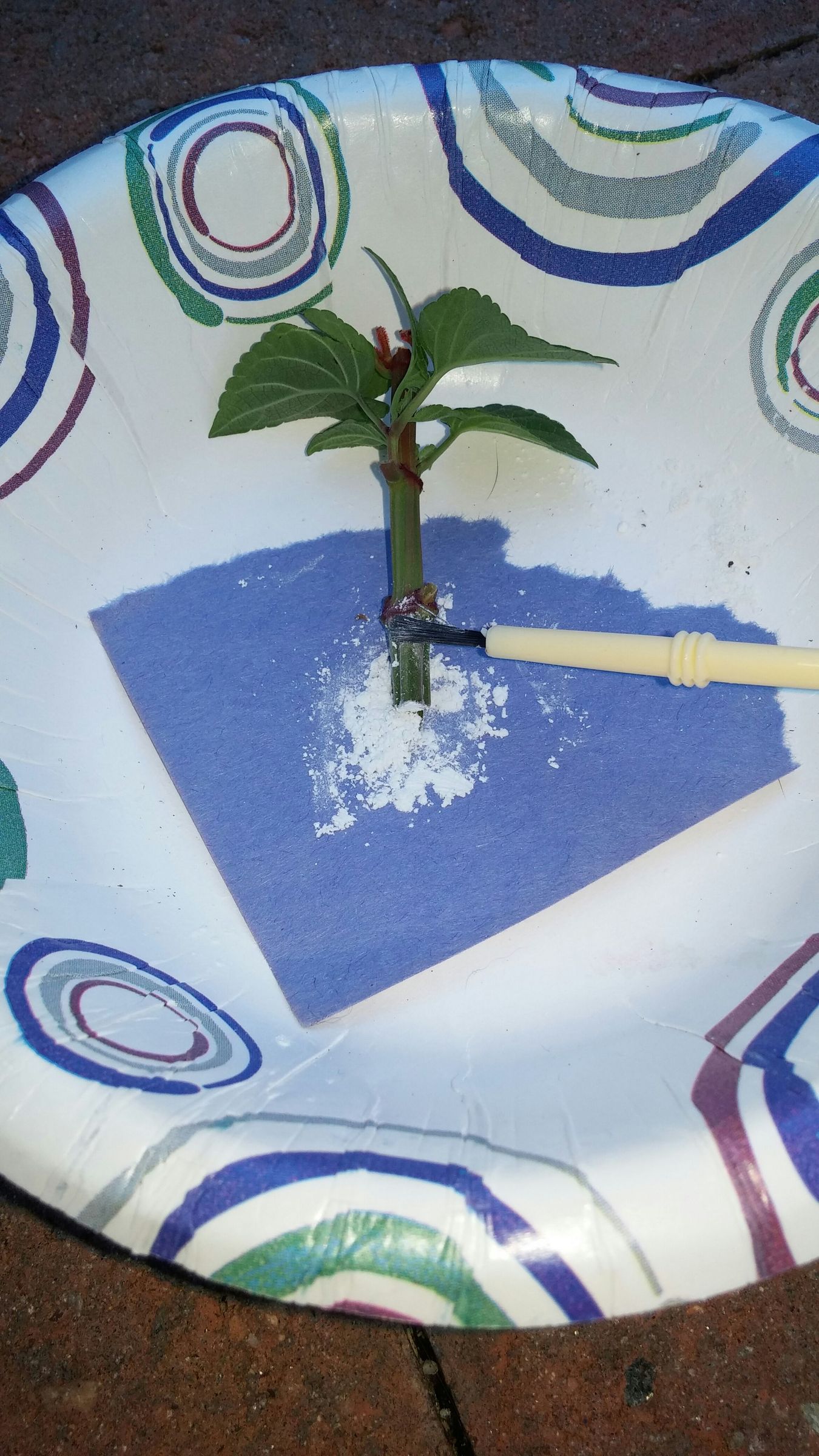 The Lazy Way/non-Water Way to Root/Propagate Basil and Herb-y Plants ...