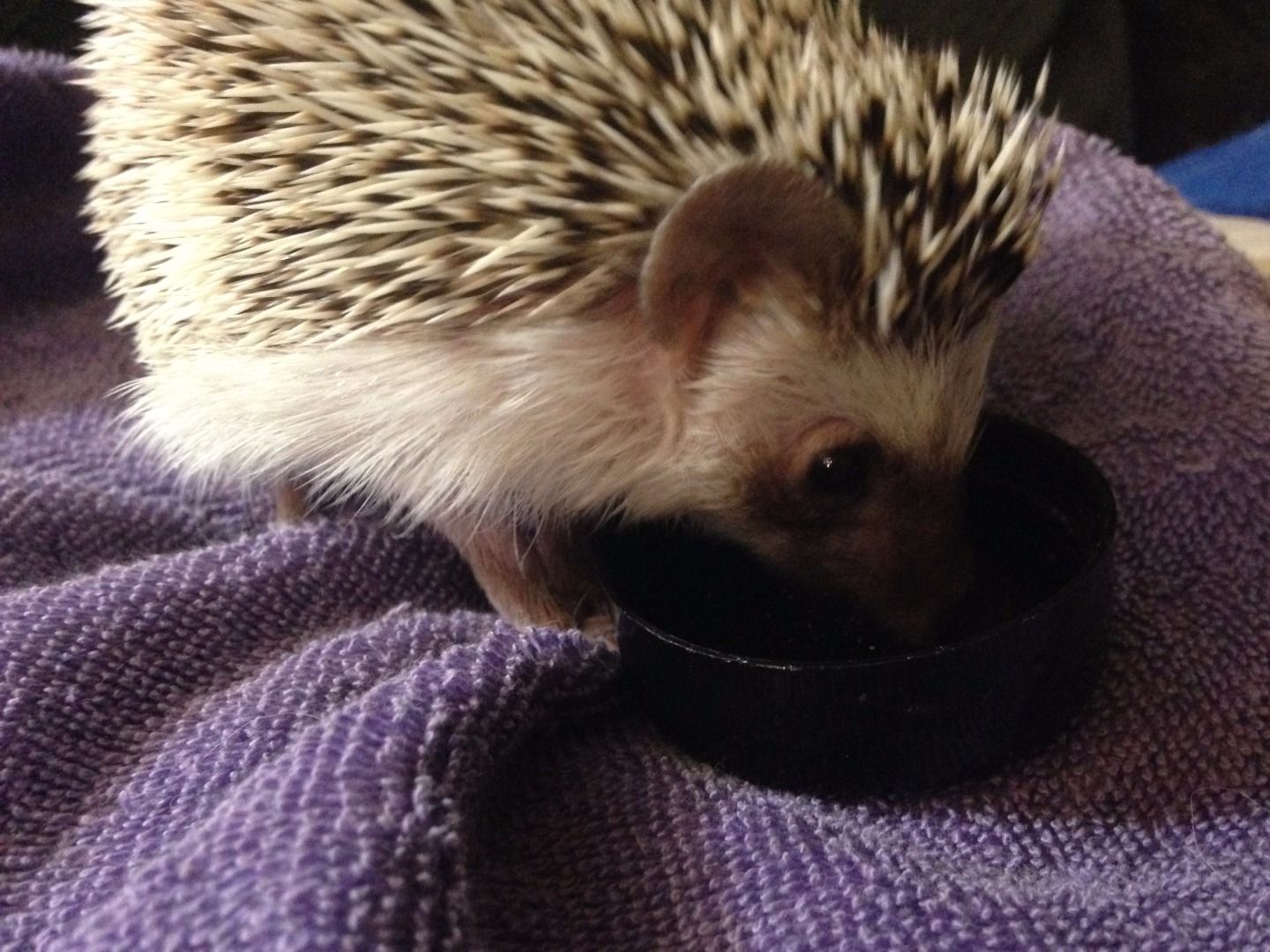 African Pygmy Hedgehog Teeth