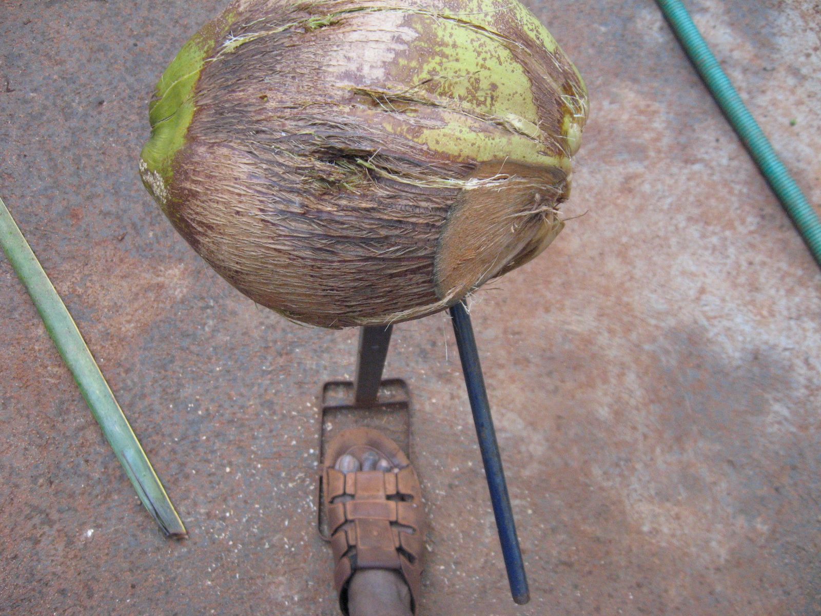How to Husk Coconut Using Local-made Tool : 3 Steps (with Pictures ...