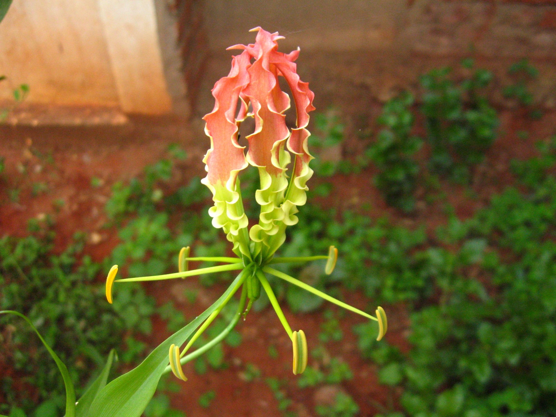 The Life of Glory Lily Flower : a Nature Watcher's Diary : 10 Steps ...