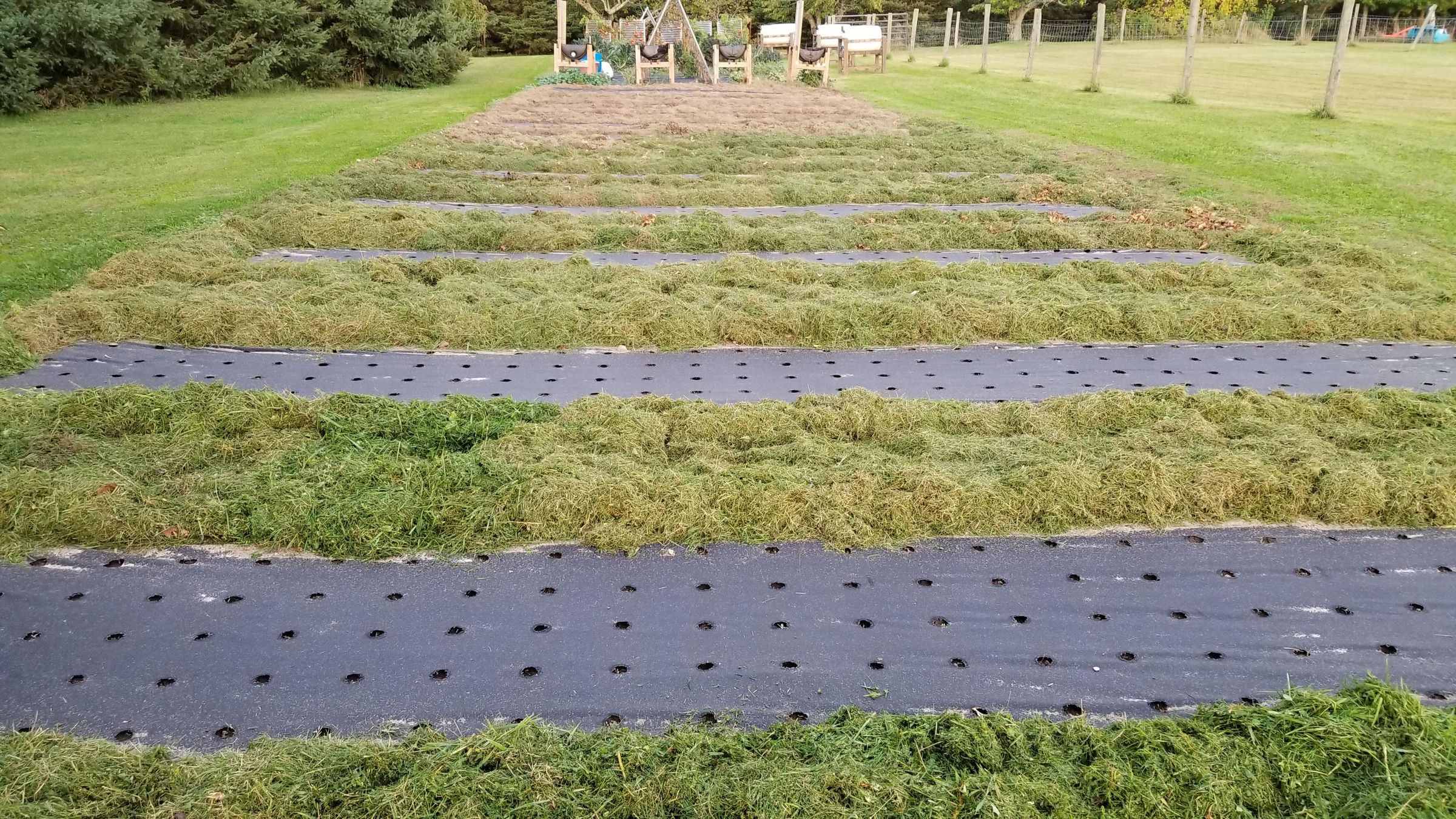 Garlic Gardening : 49 Steps (with Pictures) - Instructables