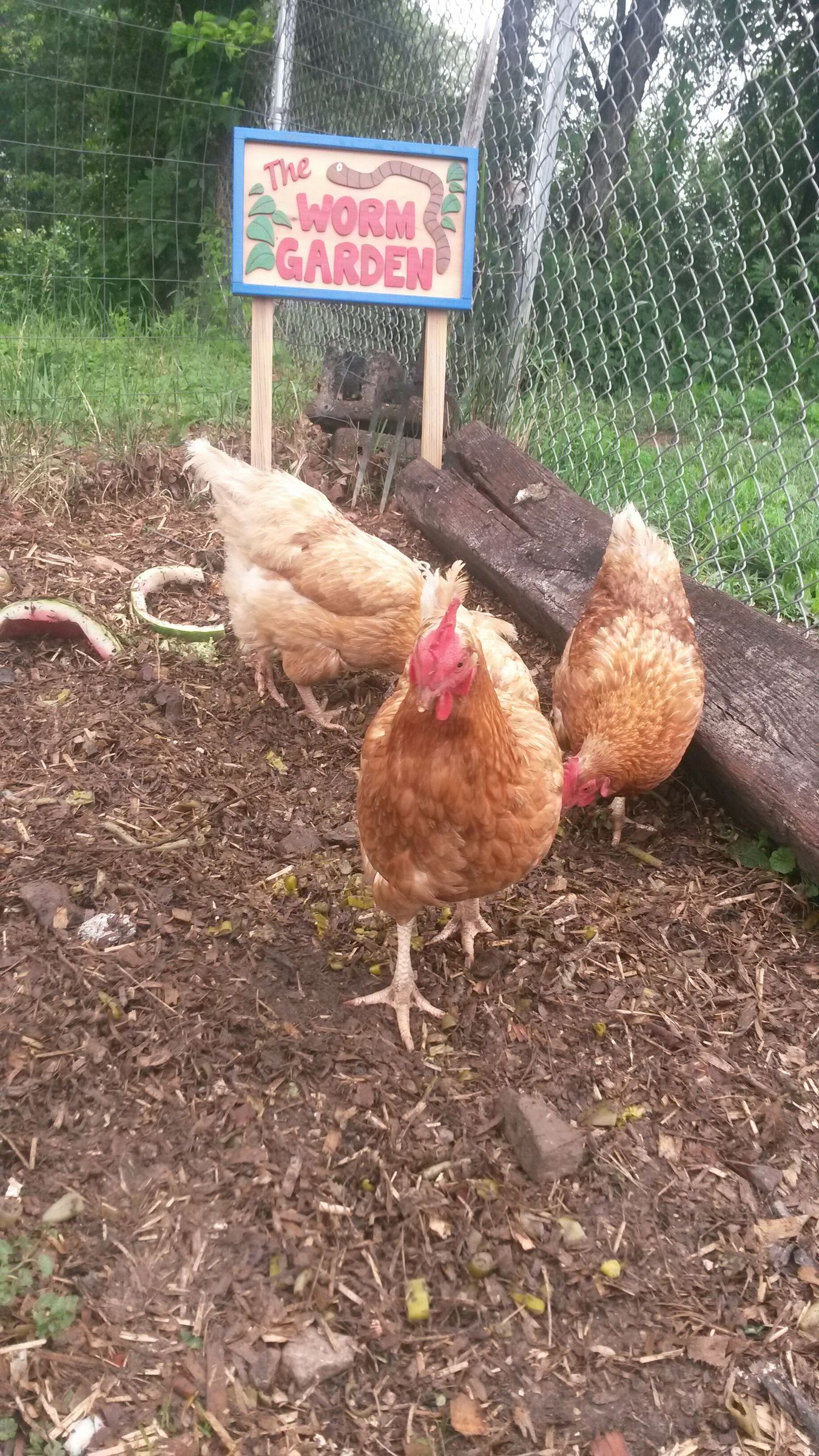 Chicken Playground : 3 Steps - Instructables