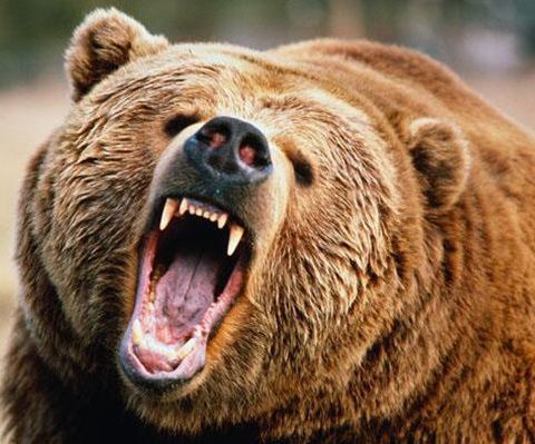 Bear Encounter Safety : 3 Steps - Instructables