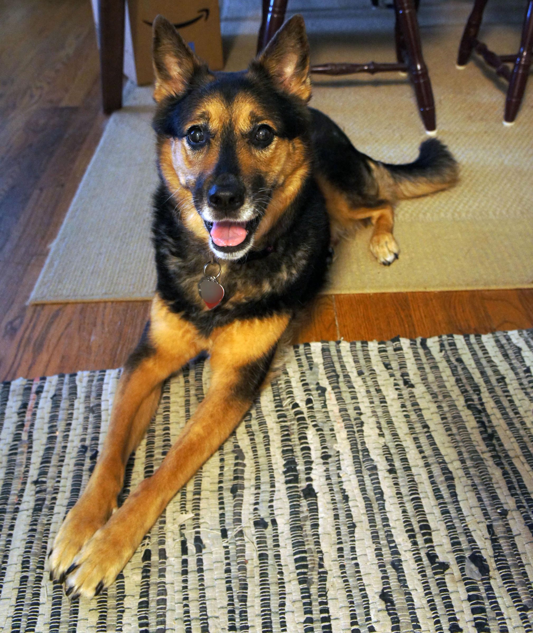 Slow Cooker Dog Food : 7 Steps (with Pictures) - Instructables